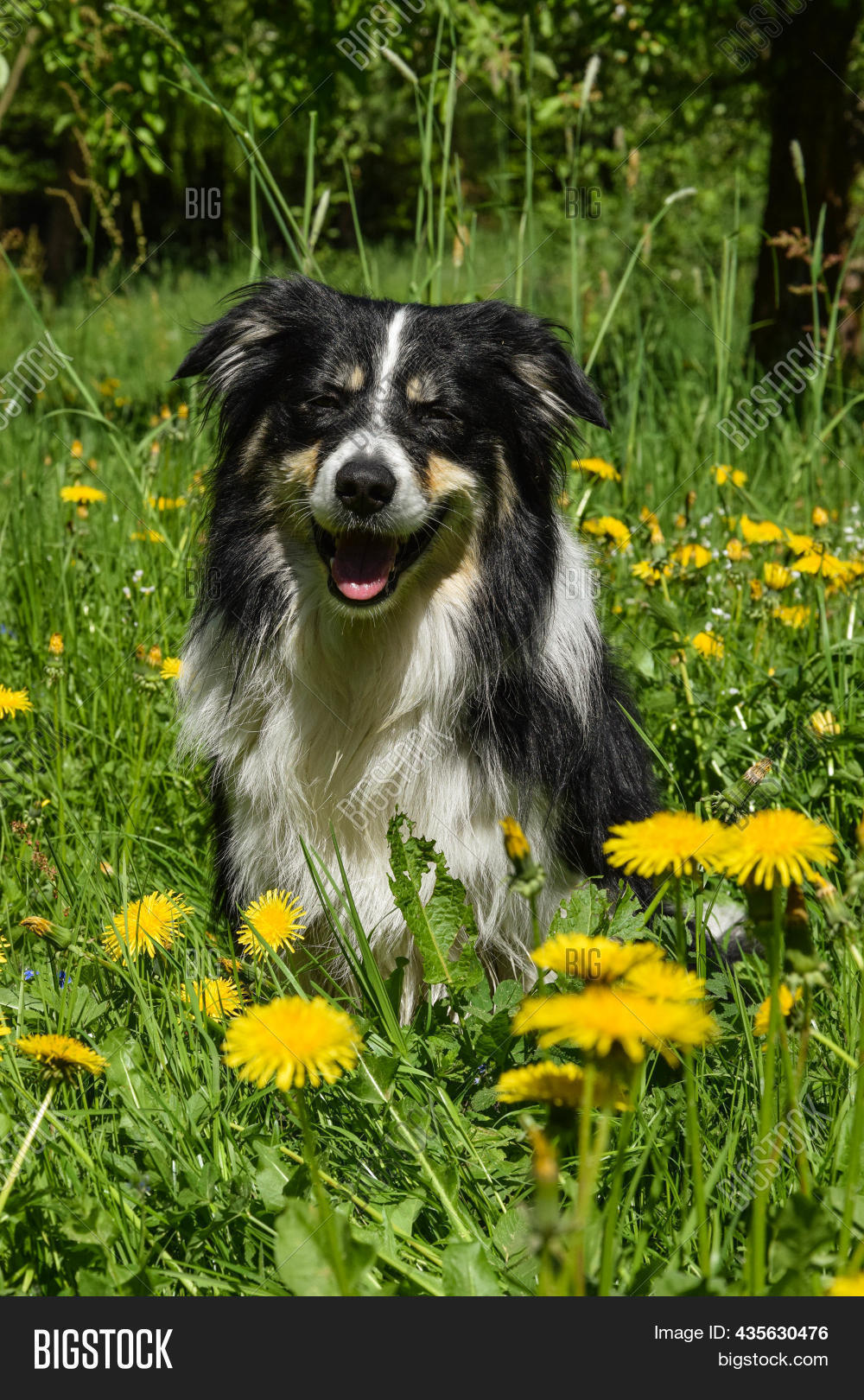 Border Collie Sitting Image & Photo (Free Trial) | Bigstock