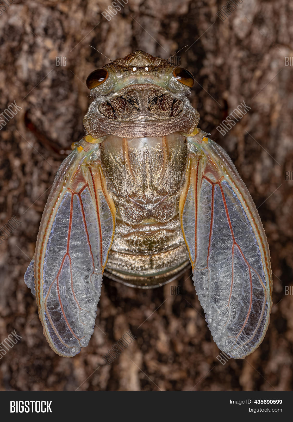 Adult Giant Cicada Image & Photo (Free Trial) | Bigstock