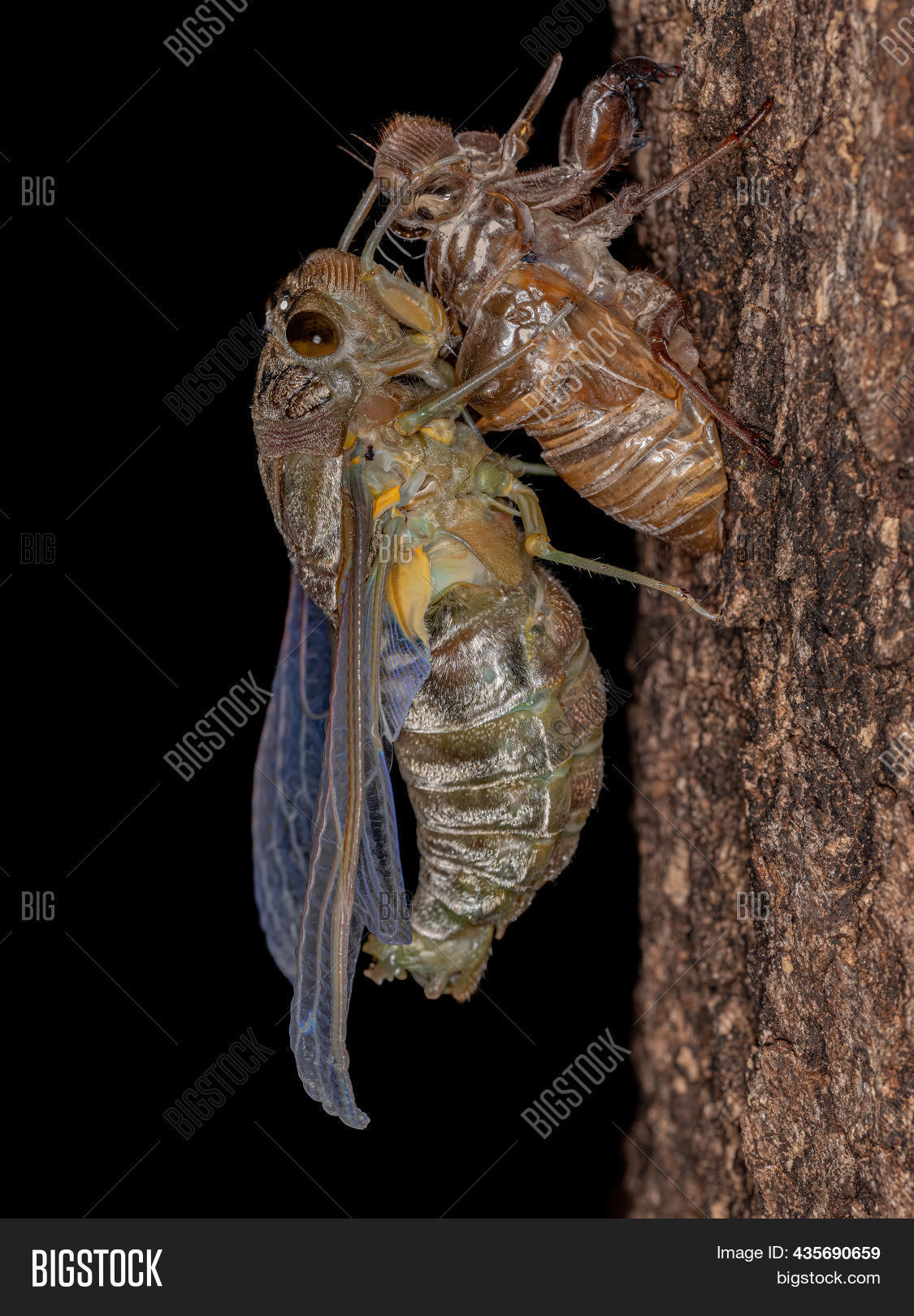 Adult Giant Cicada Image & Photo (Free Trial) | Bigstock