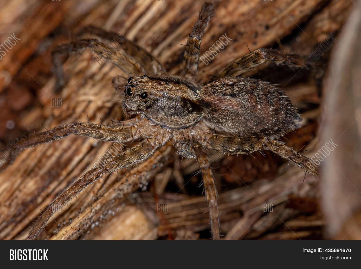 Adult Wolf Spider Image & Photo (Free Trial) | Bigstock