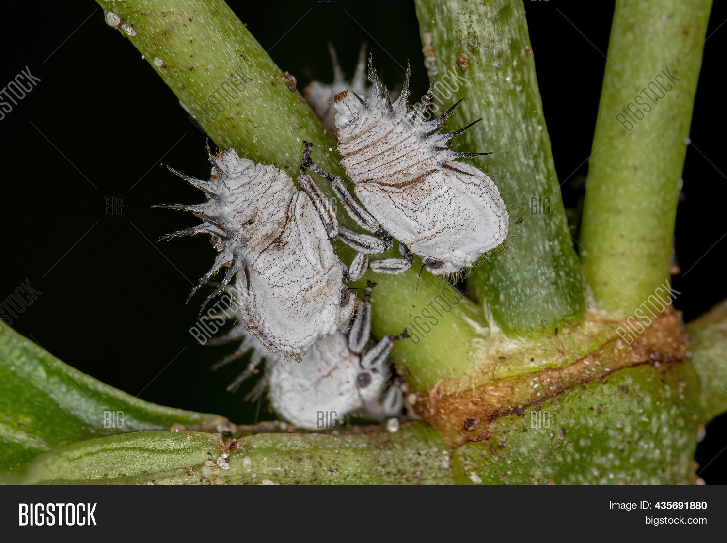 Typical Treehoppers Image & Photo (Free Trial) | Bigstock