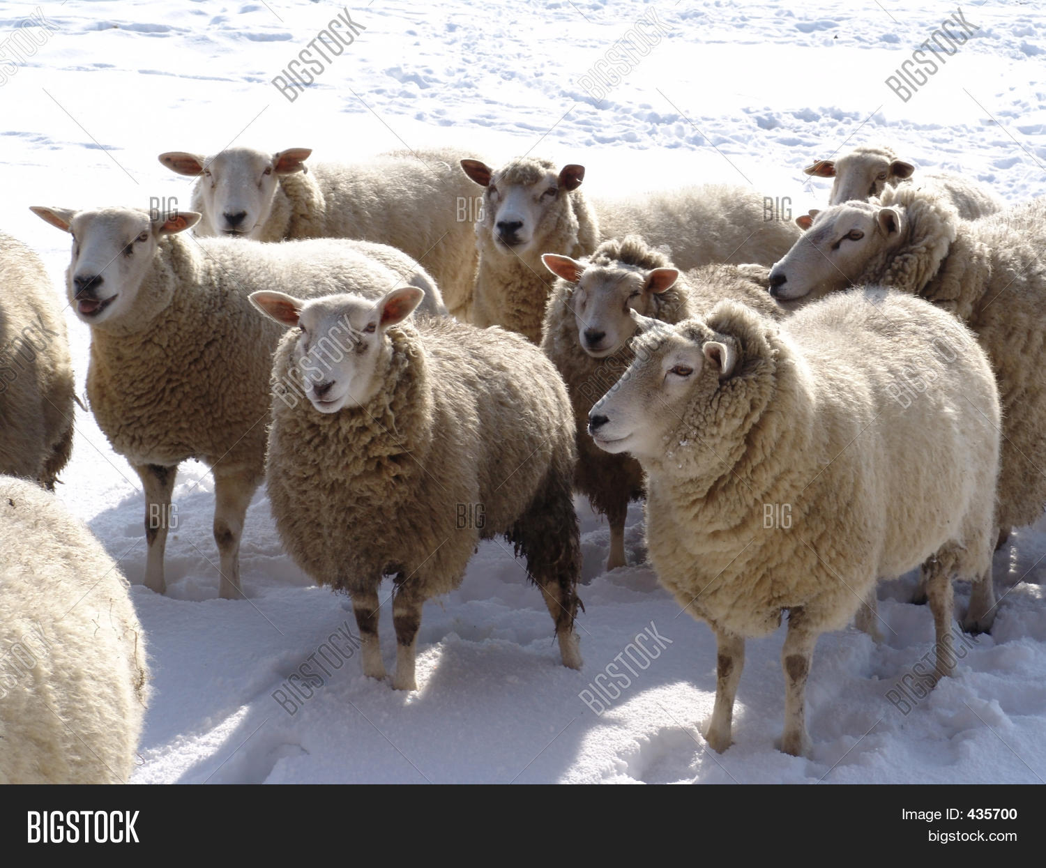 Sheep Snow Image & Photo (Free Trial) | Bigstock