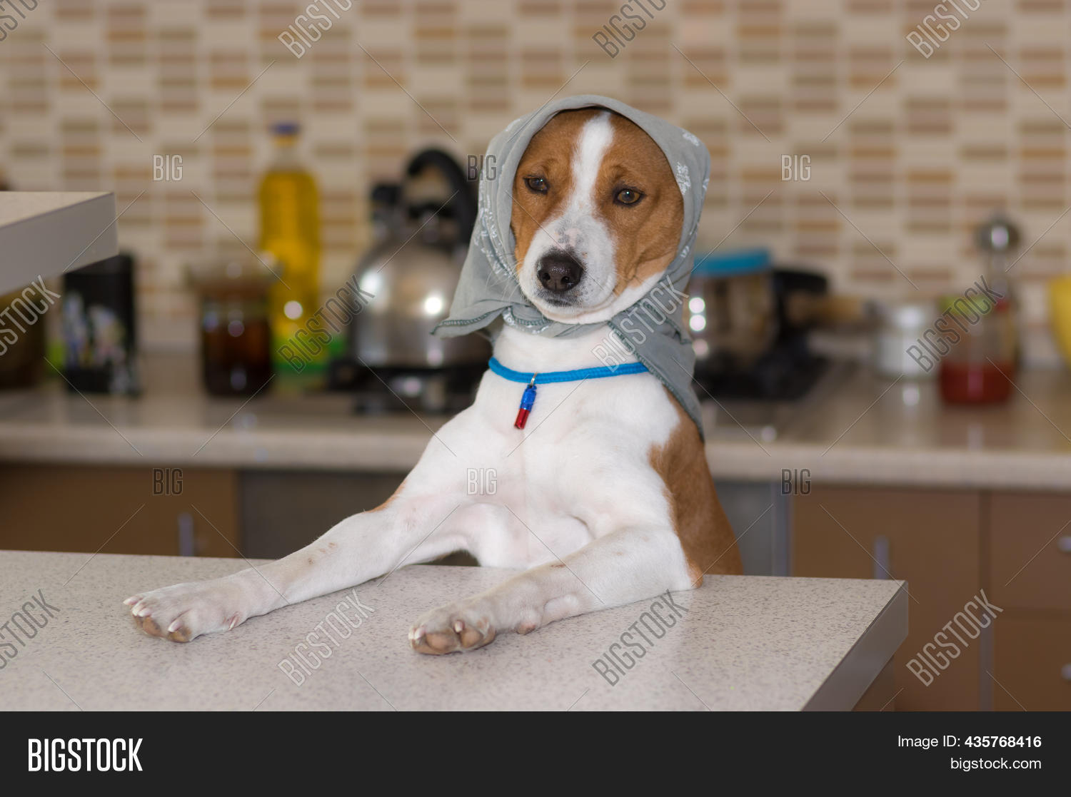 Funny Portrait Basenji Image & Photo (Free Trial) | Bigstock