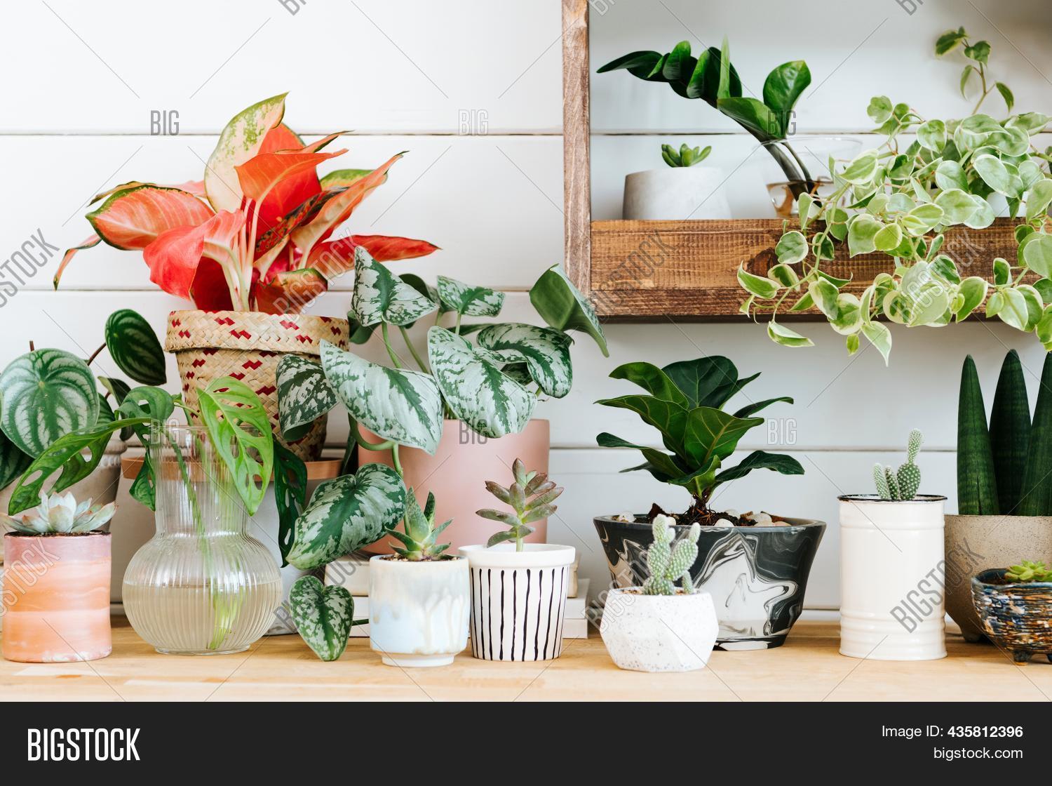 Indoor Potted Plants Image & Photo (Free Trial) | Bigstock
