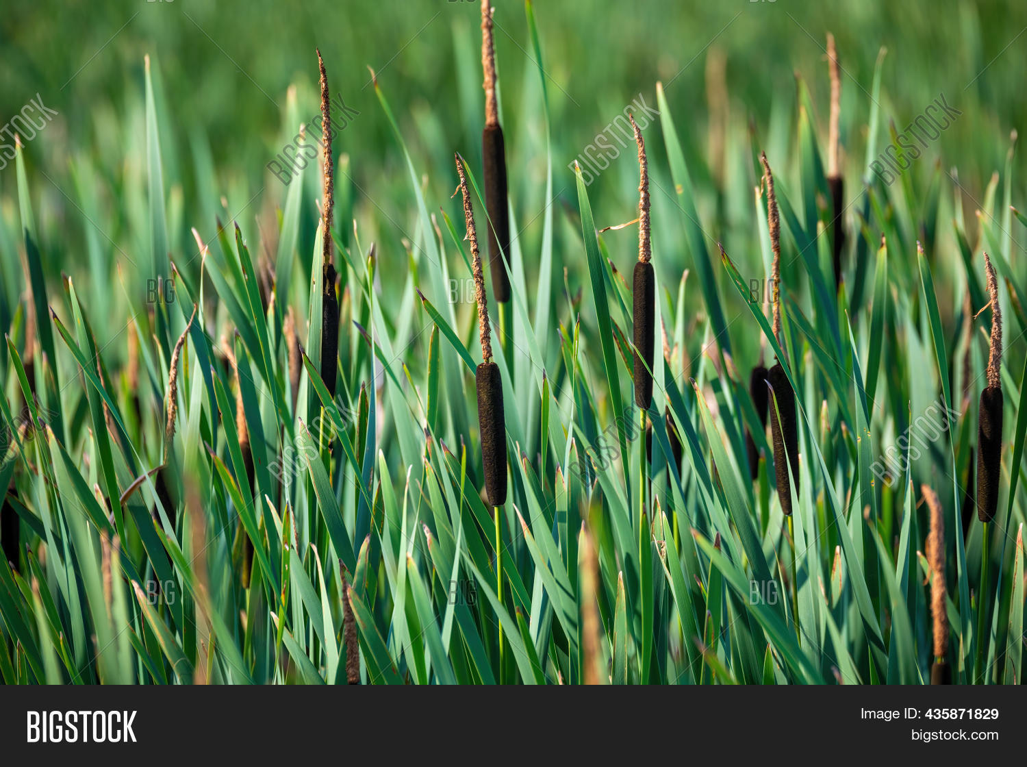 Reeds Pond Summer Image & Photo (Free Trial) | Bigstock