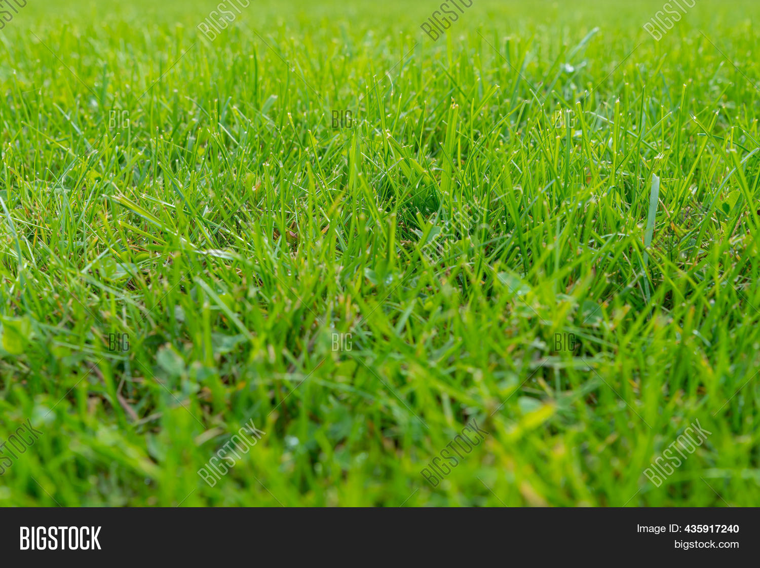Green Lawn Real Green Image & Photo (Free Trial) | Bigstock