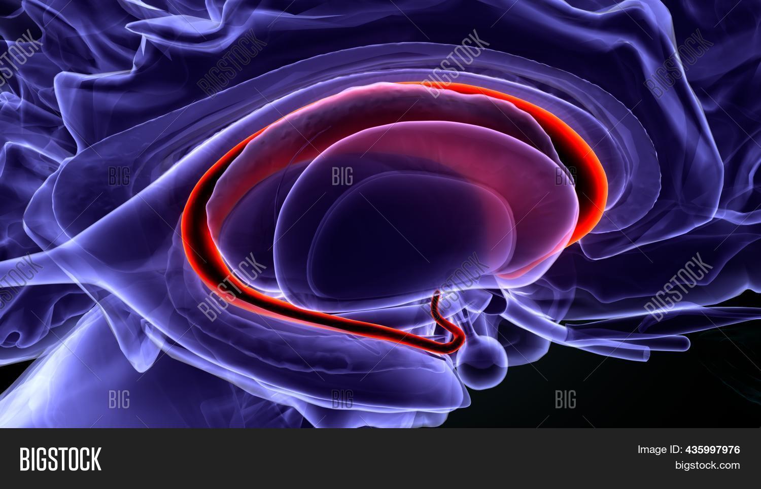 3d Illustration Human Image & Photo (Free Trial) | Bigstock