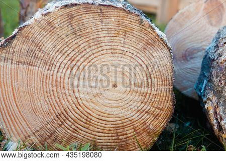 Tree Rings Saw Cut Image & Photo (Free Trial) | Bigstock