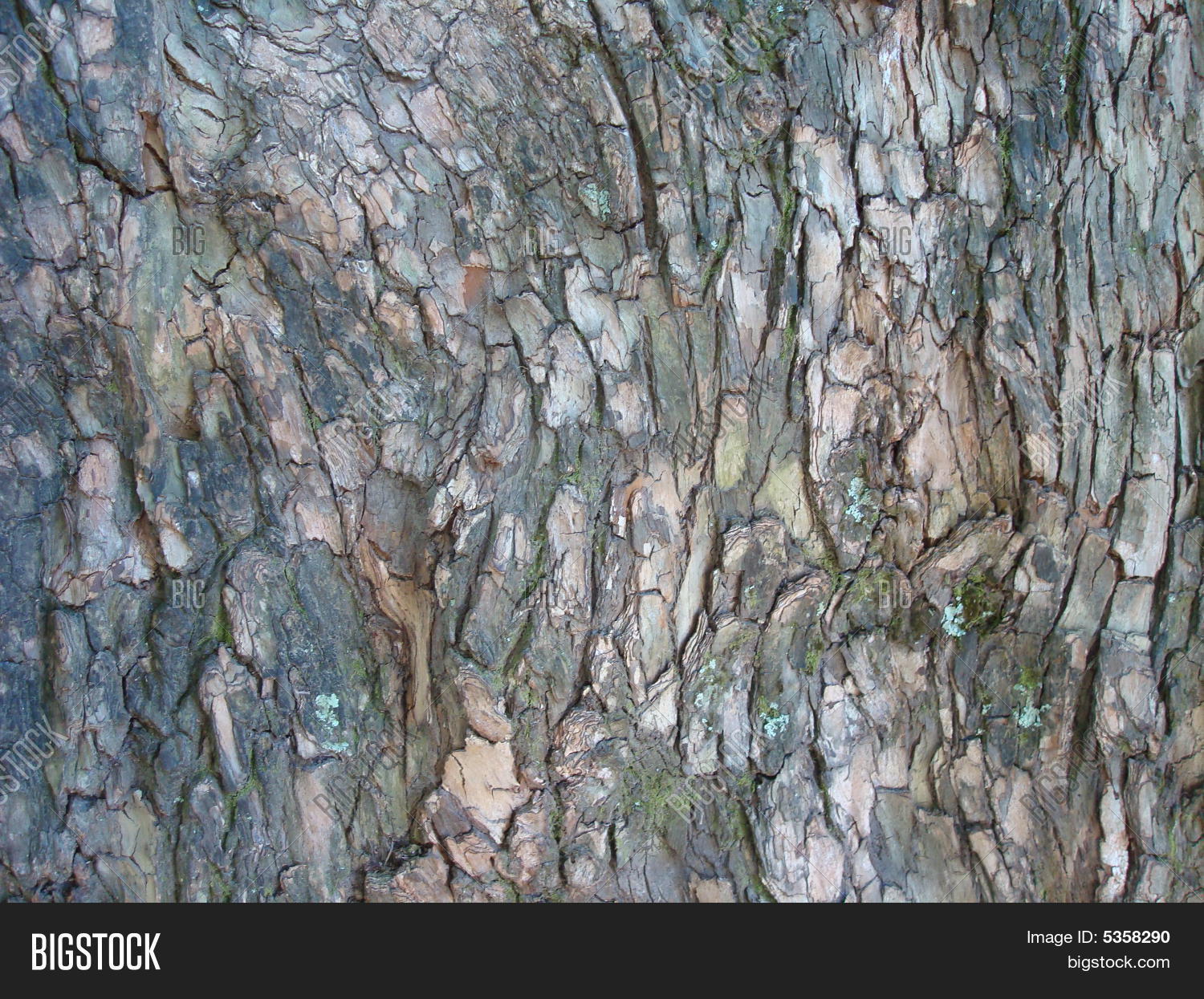 Pohutukawa Bark Image & Photo (Free Trial) | Bigstock