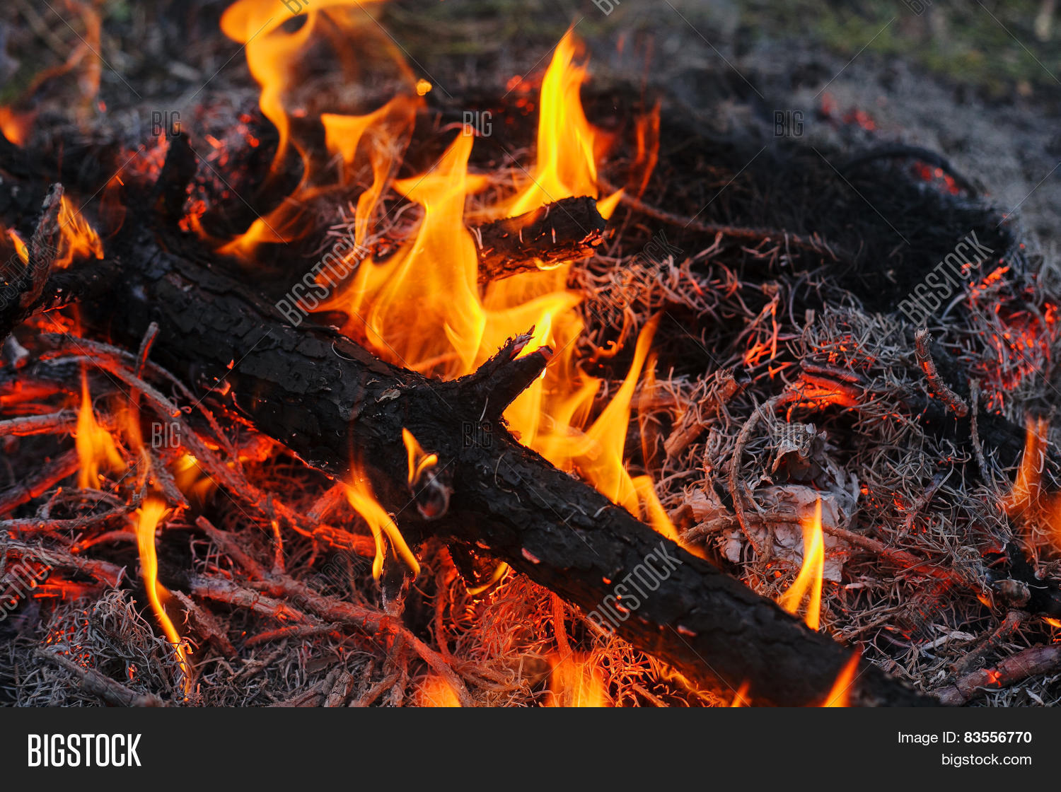 Pine Forest Fire Image & Photo (Free Trial) | Bigstock