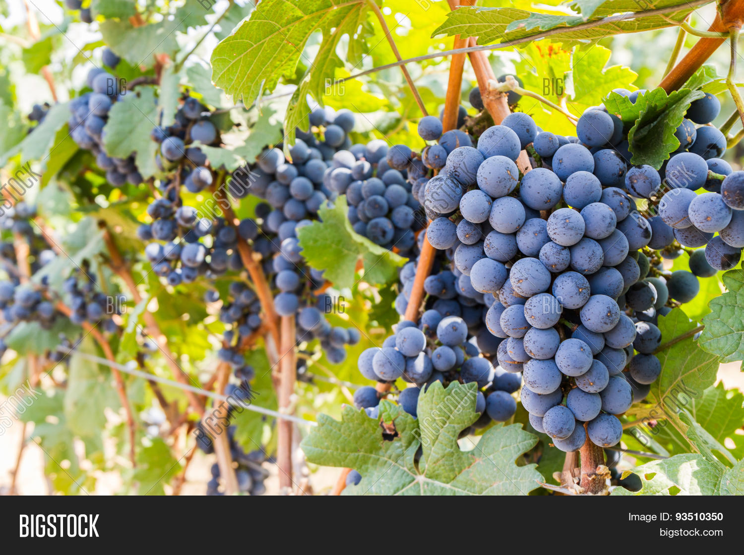 Grape Farm, Ripe Dark Image & Photo (Free Trial) | Bigstock