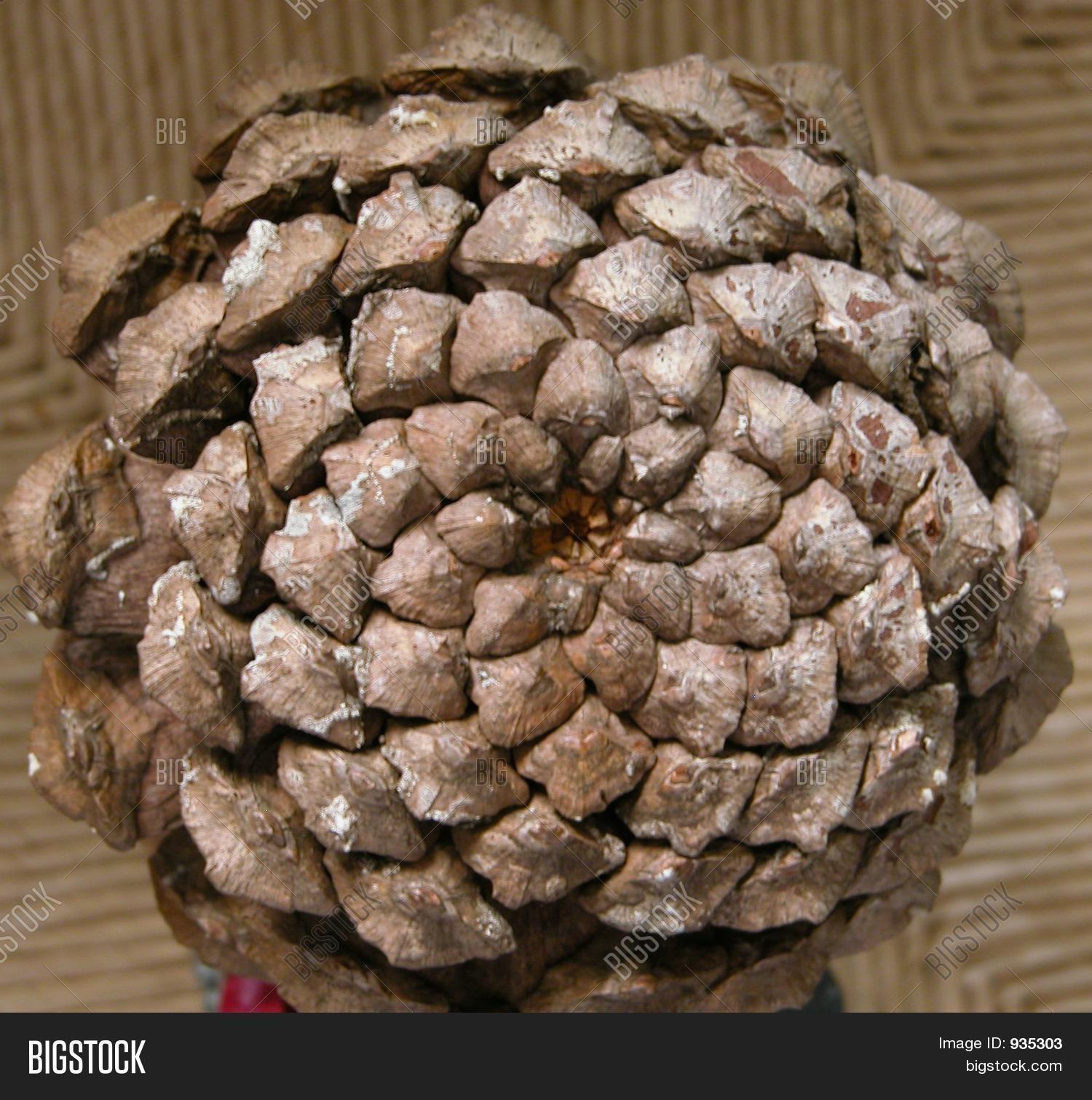 Pine Cone Spiral Image & Photo (Free Trial) | Bigstock
