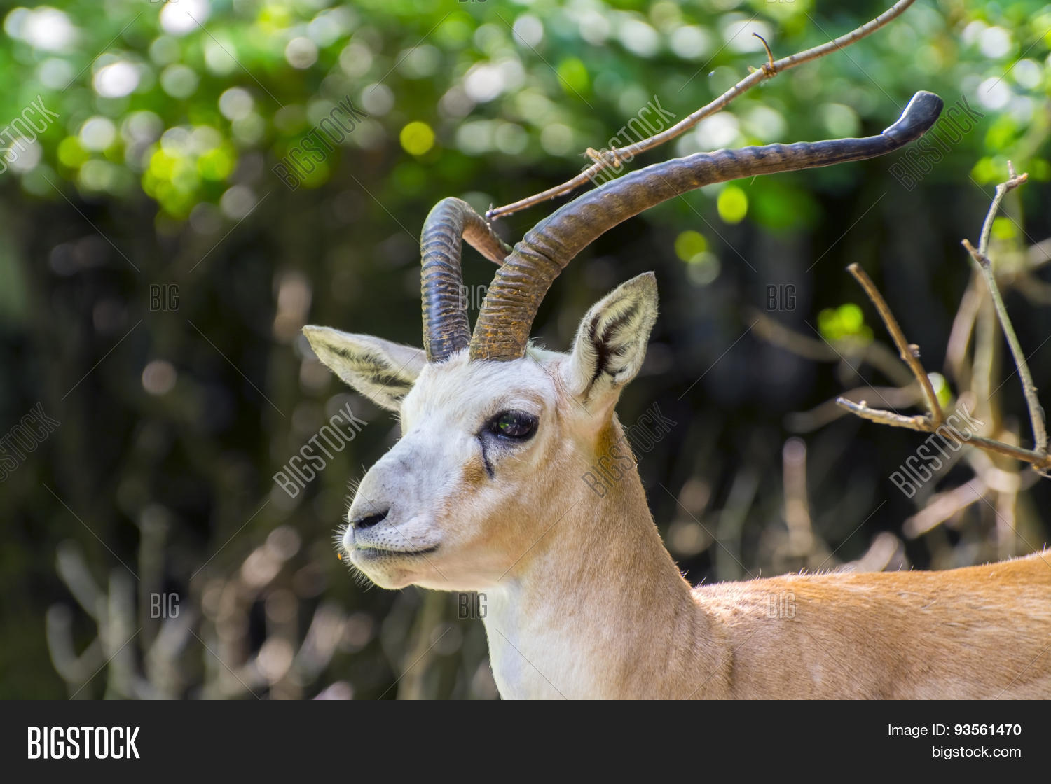 Goitered Gazelle ( Image & Photo (Free Trial) | Bigstock