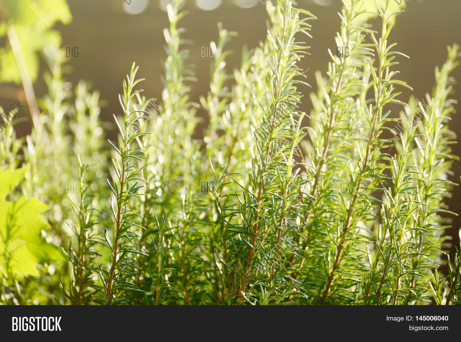 Close- Photo Rosemary Image & Photo (Free Trial) | Bigstock