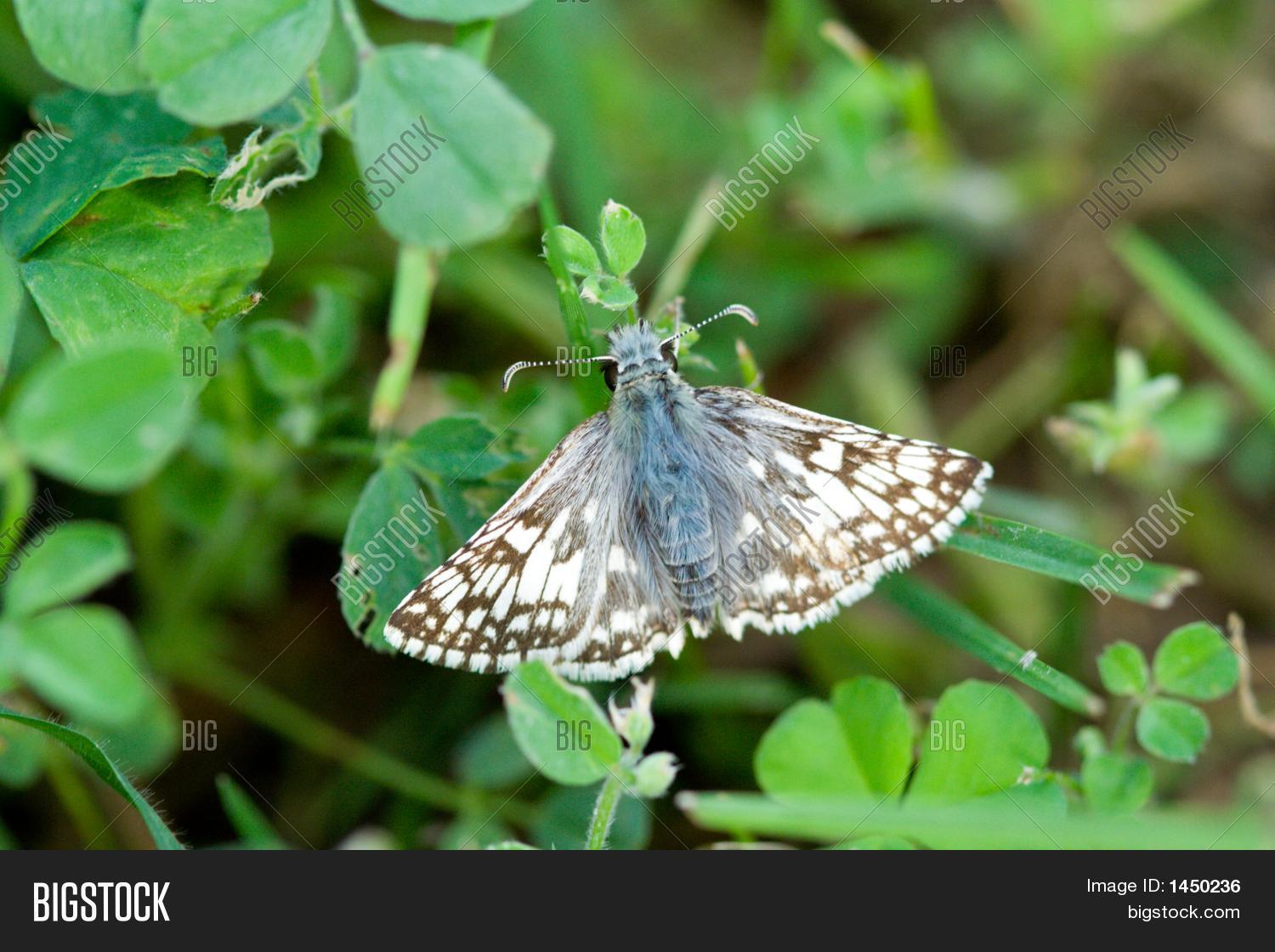 Blue Fuzzy Winged Bug Image & Photo (Free Trial) | Bigstock