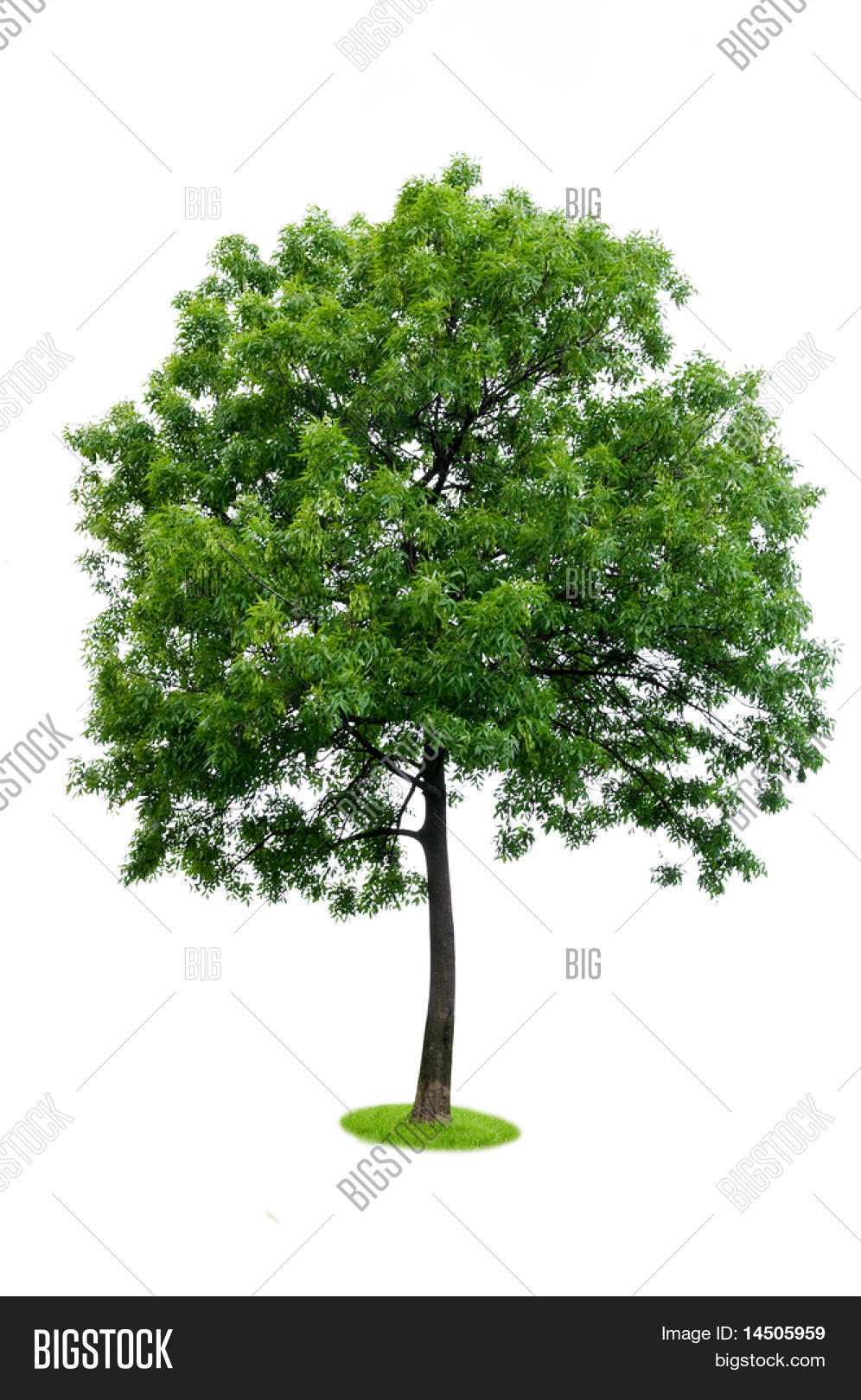 Beautiful Green Tree Image & Photo (Free Trial) | Bigstock
