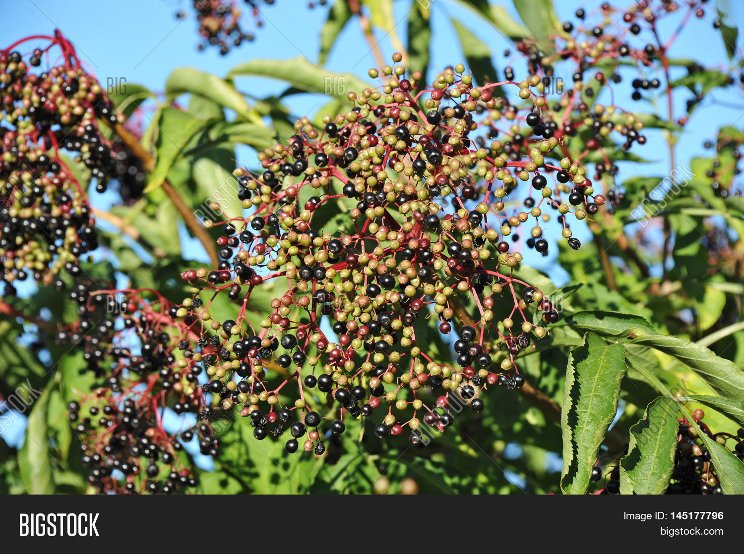 Elderberry On Branch Image & Photo (Free Trial) | Bigstock
