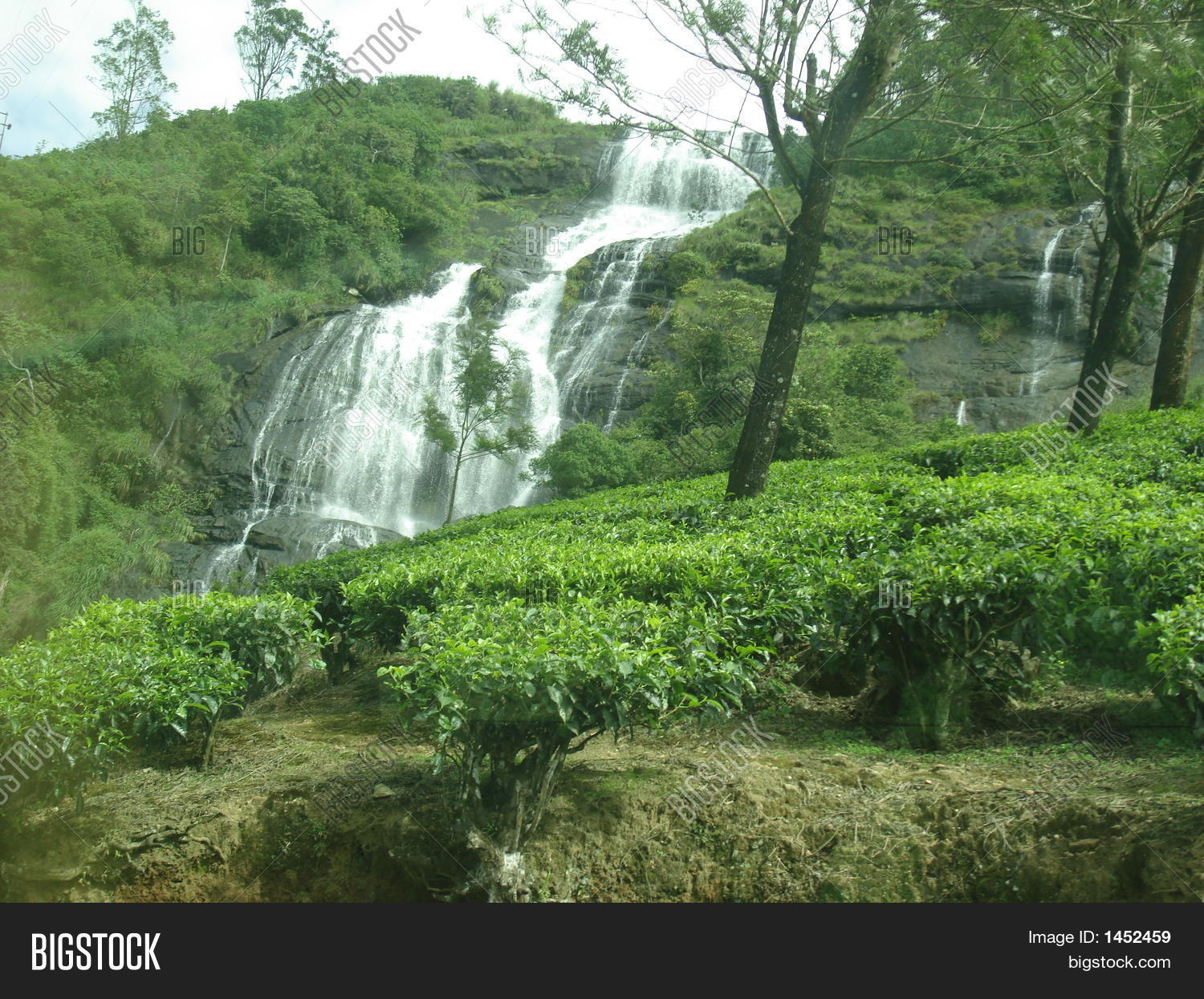 Waterfall Tea Garden Image & Photo (Free Trial) | Bigstock
