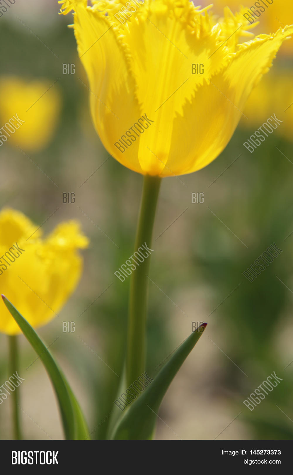 Beautiful Tulips Image & Photo (Free Trial) | Bigstock