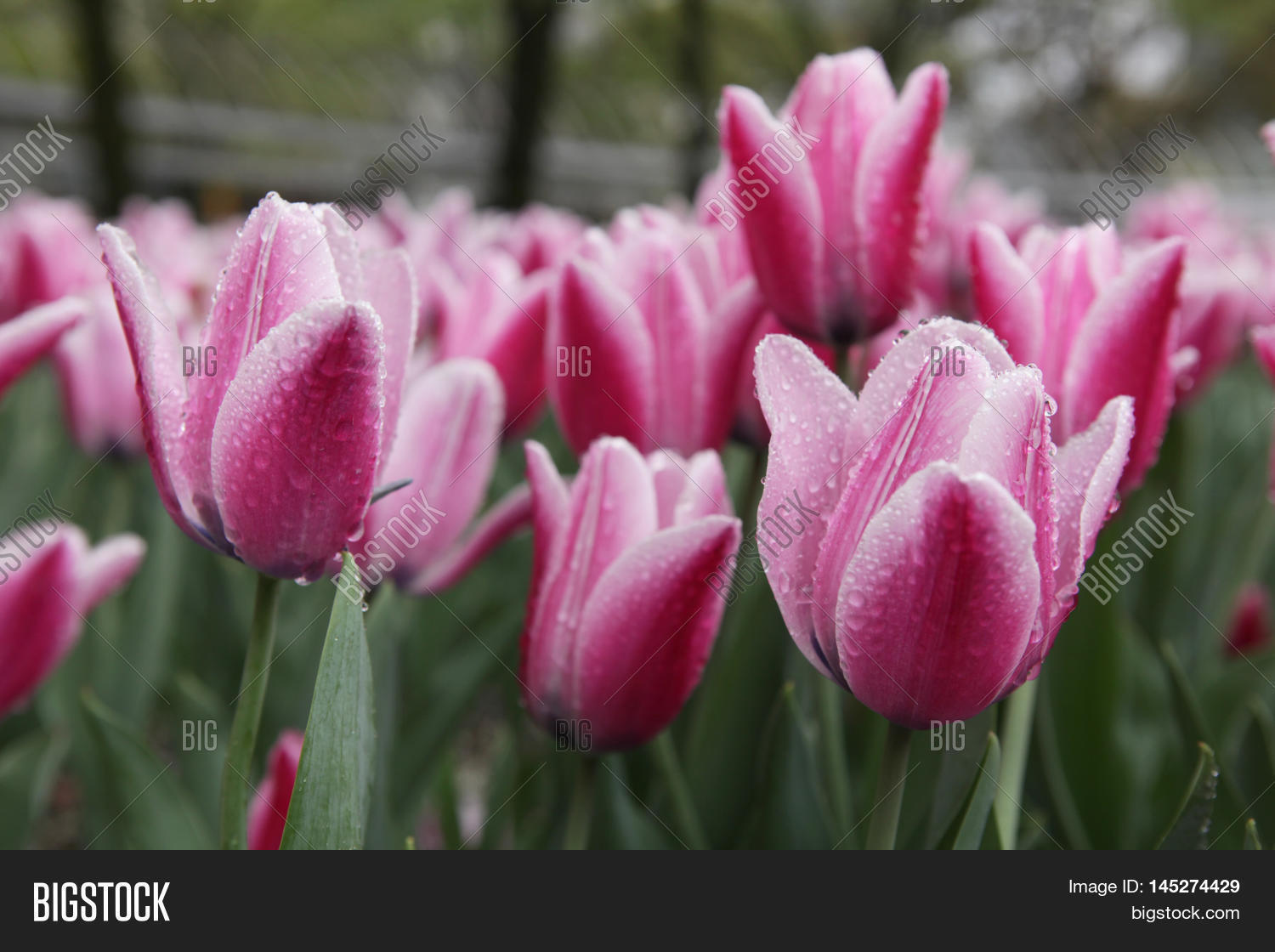 Beautiful Tulips Image & Photo (Free Trial) | Bigstock
