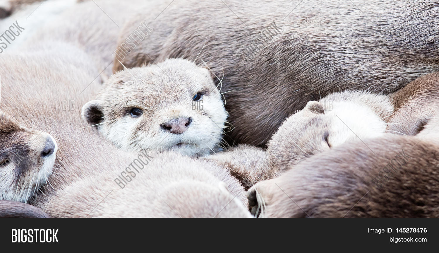 Lazy Group Asian Small Image & Photo (Free Trial) | Bigstock