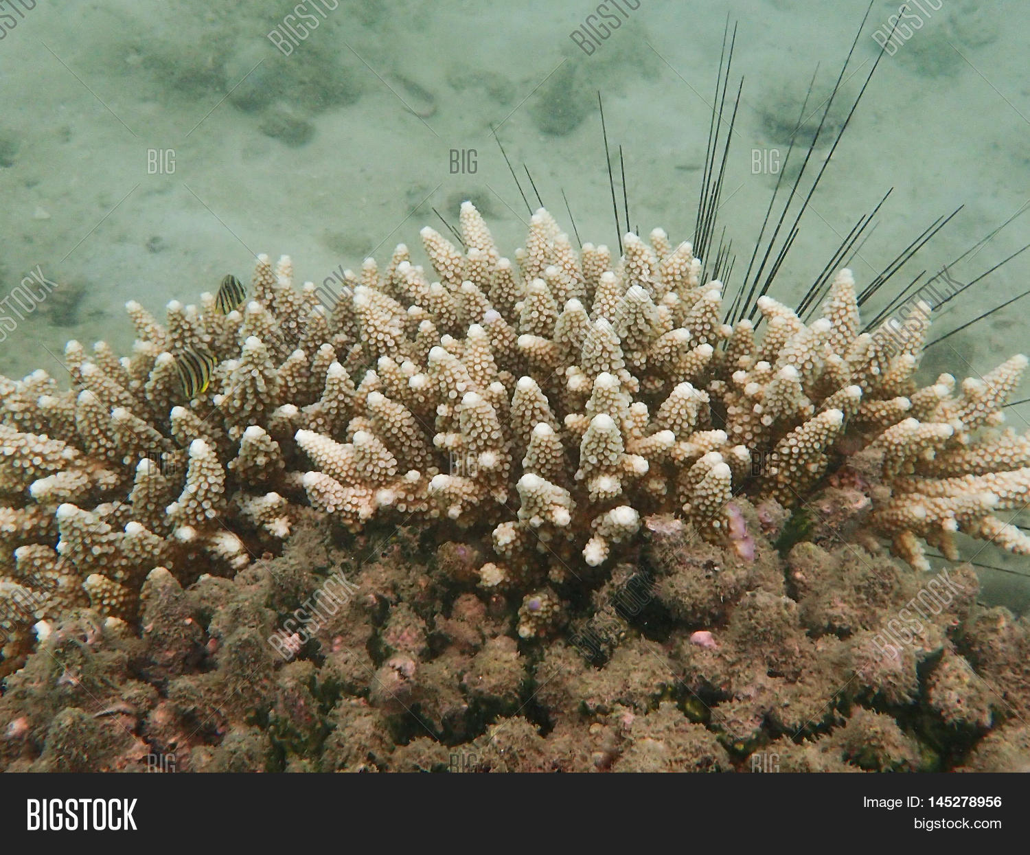 Branching Coral Image & Photo (Free Trial) | Bigstock