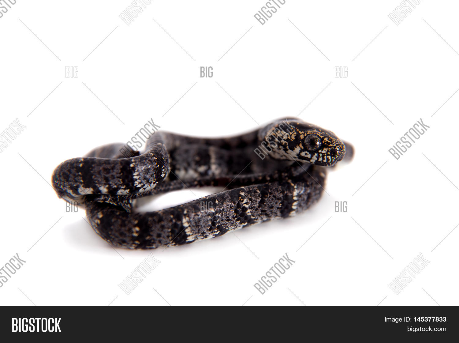 Clouded Snake, Sibon Image & Photo (Free Trial) | Bigstock
