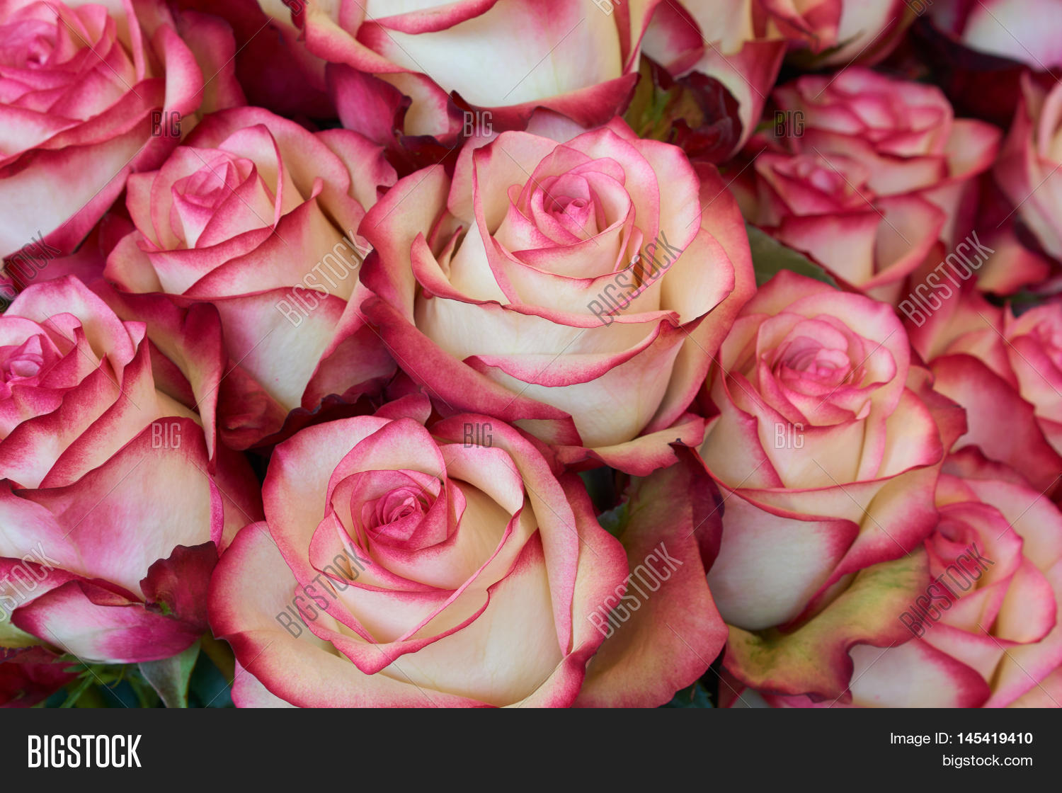 Bunch Beautiful Roses Image & Photo (Free Trial) | Bigstock