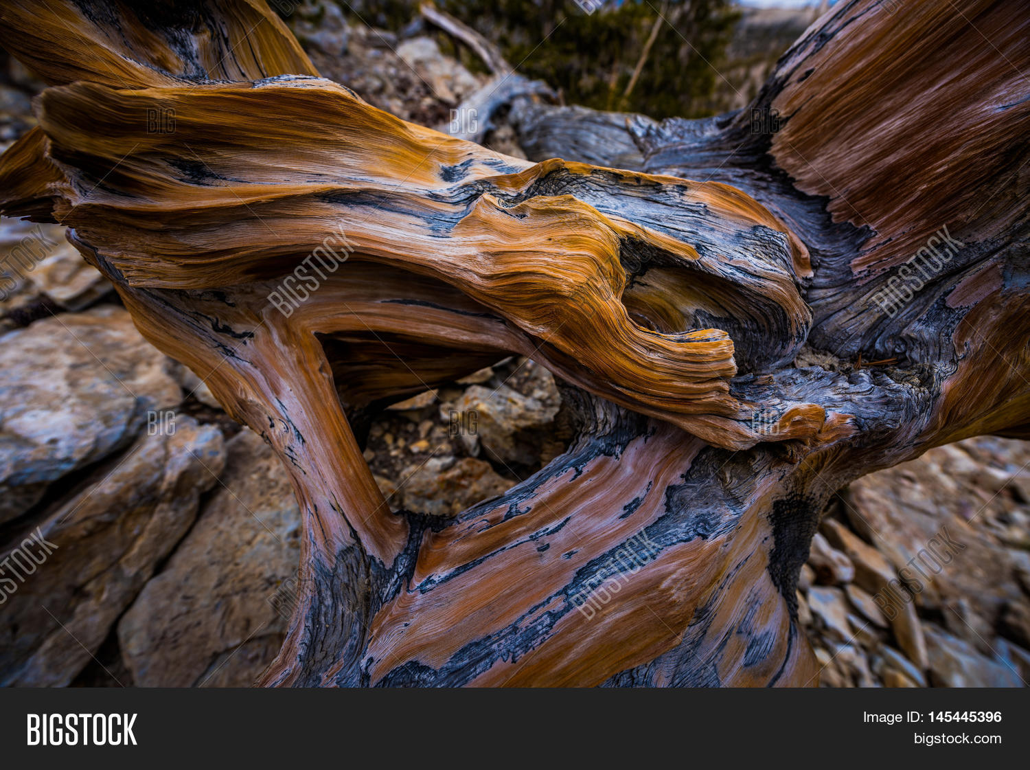 Bristlecone Pine Image & Photo (Free Trial) | Bigstock