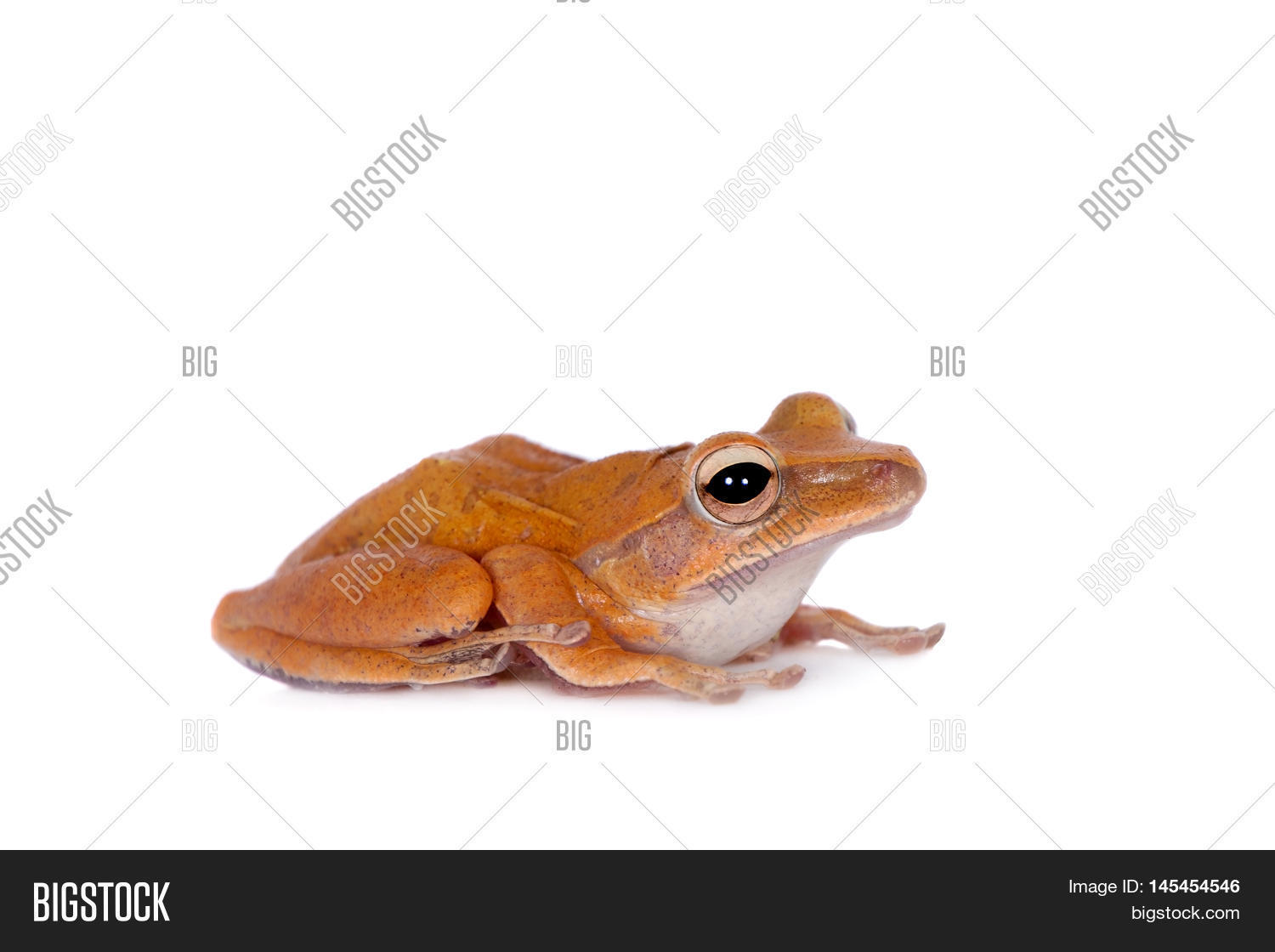 Golden Tree Frog, Image & Photo (Free Trial) | Bigstock