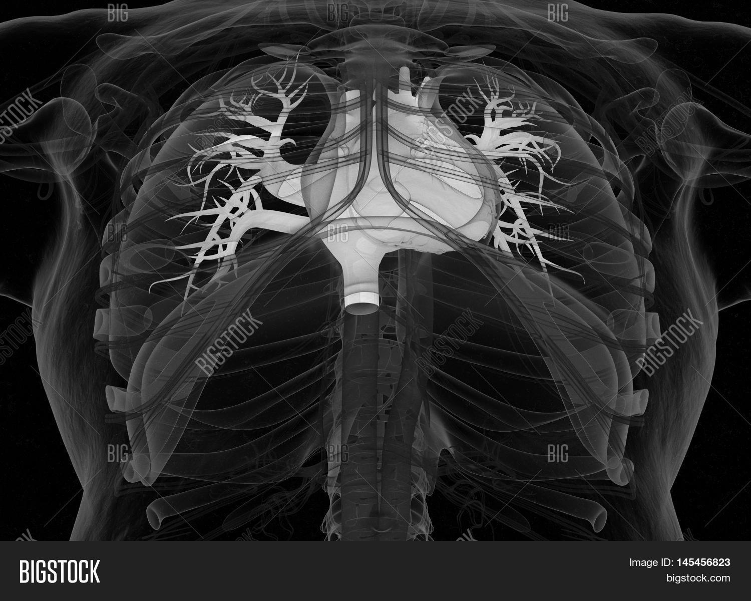 Human Heart Inside Image & Photo (Free Trial) | Bigstock