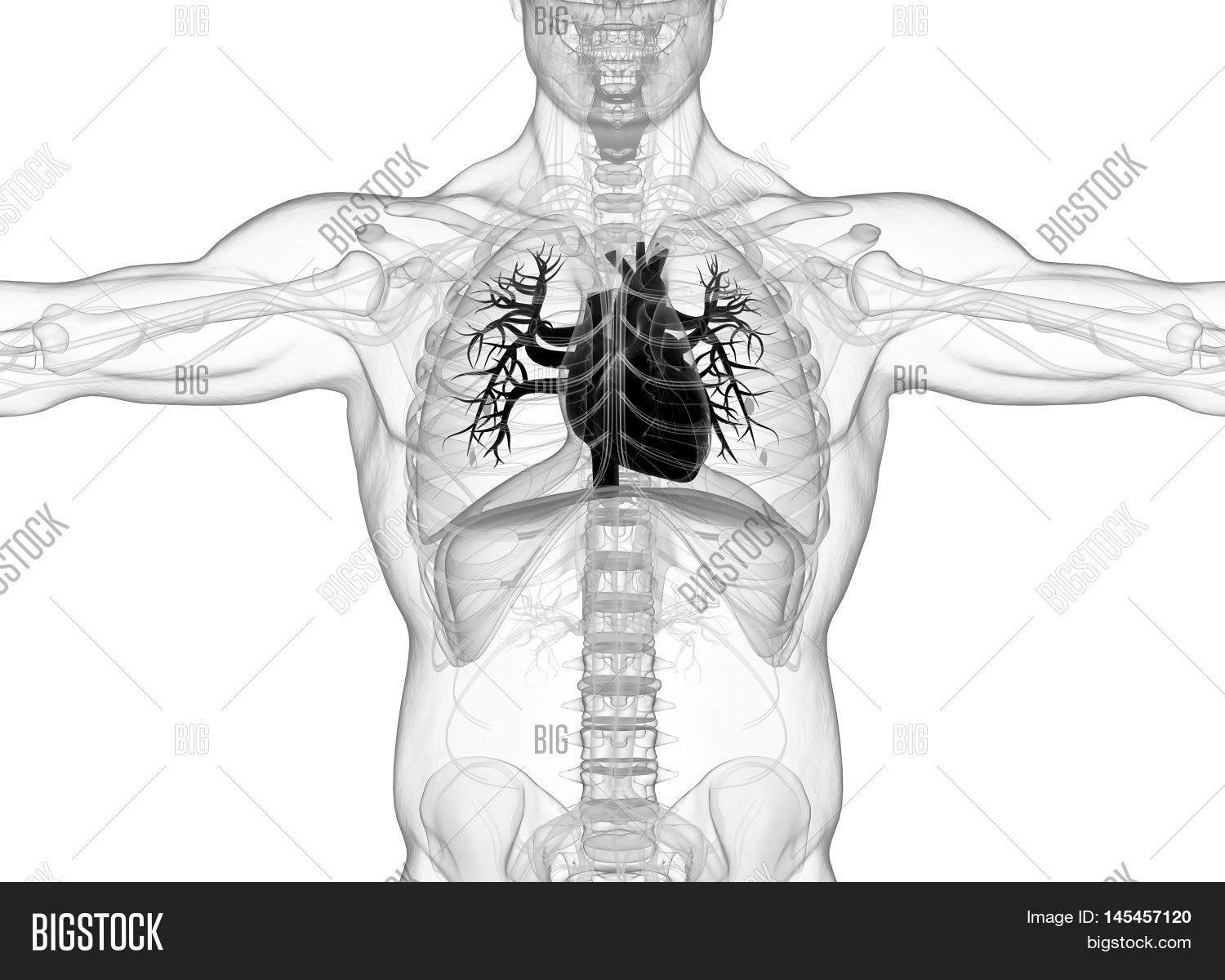 Human Heart. Rib Cage Image & Photo (Free Trial) | Bigstock