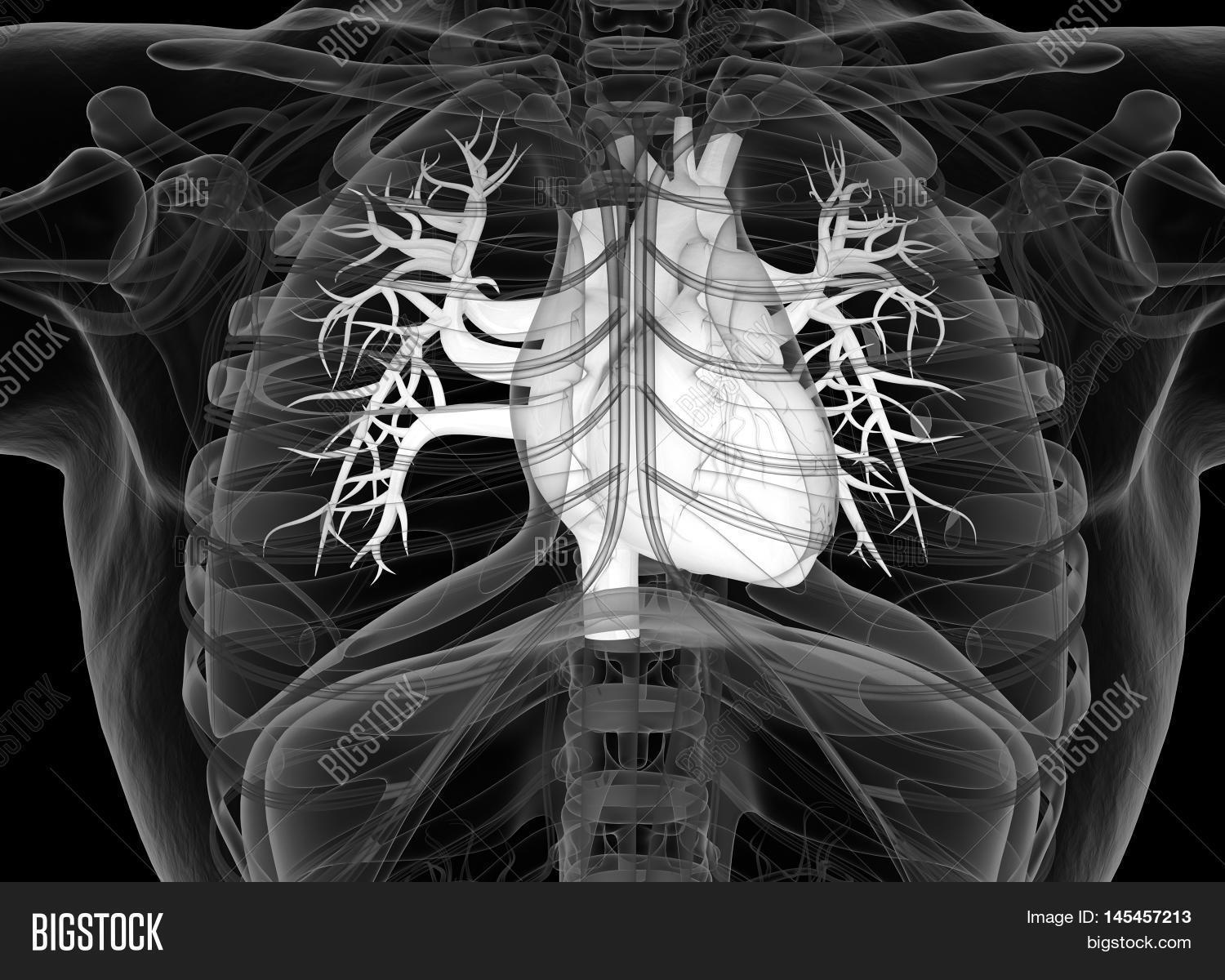 Human Heart Rib Cage, Image & Photo (Free Trial) | Bigstock