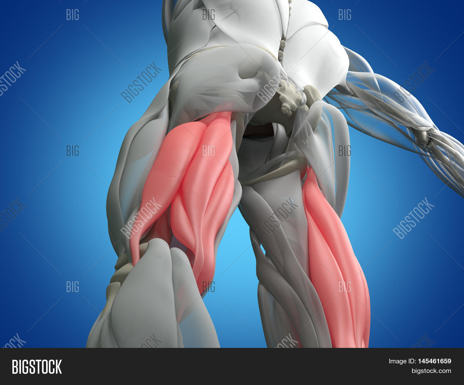 Hamstring Muscle Group Image & Photo (Free Trial) | Bigstock