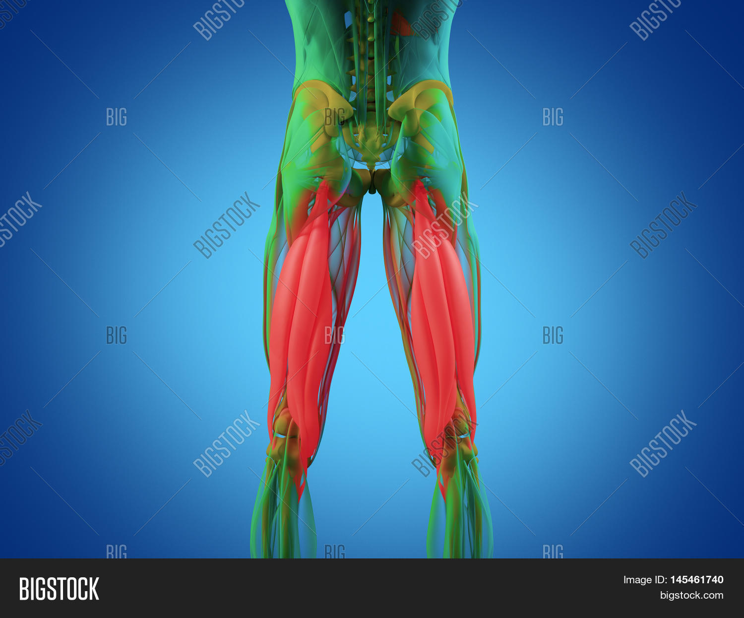 Hamstring Muscle Group Image & Photo (Free Trial) | Bigstock