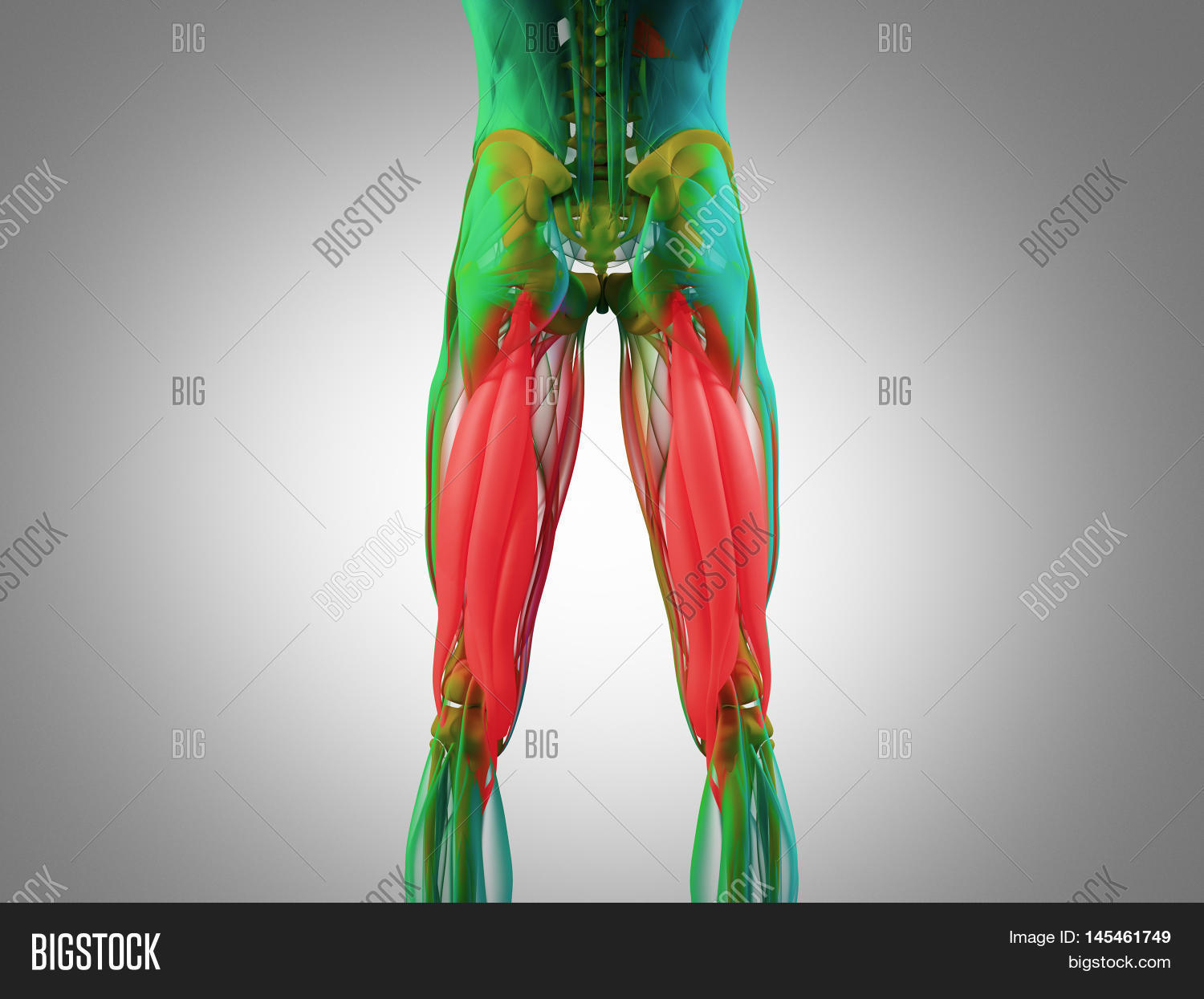 Hamstring Muscle Group Image & Photo (Free Trial) | Bigstock