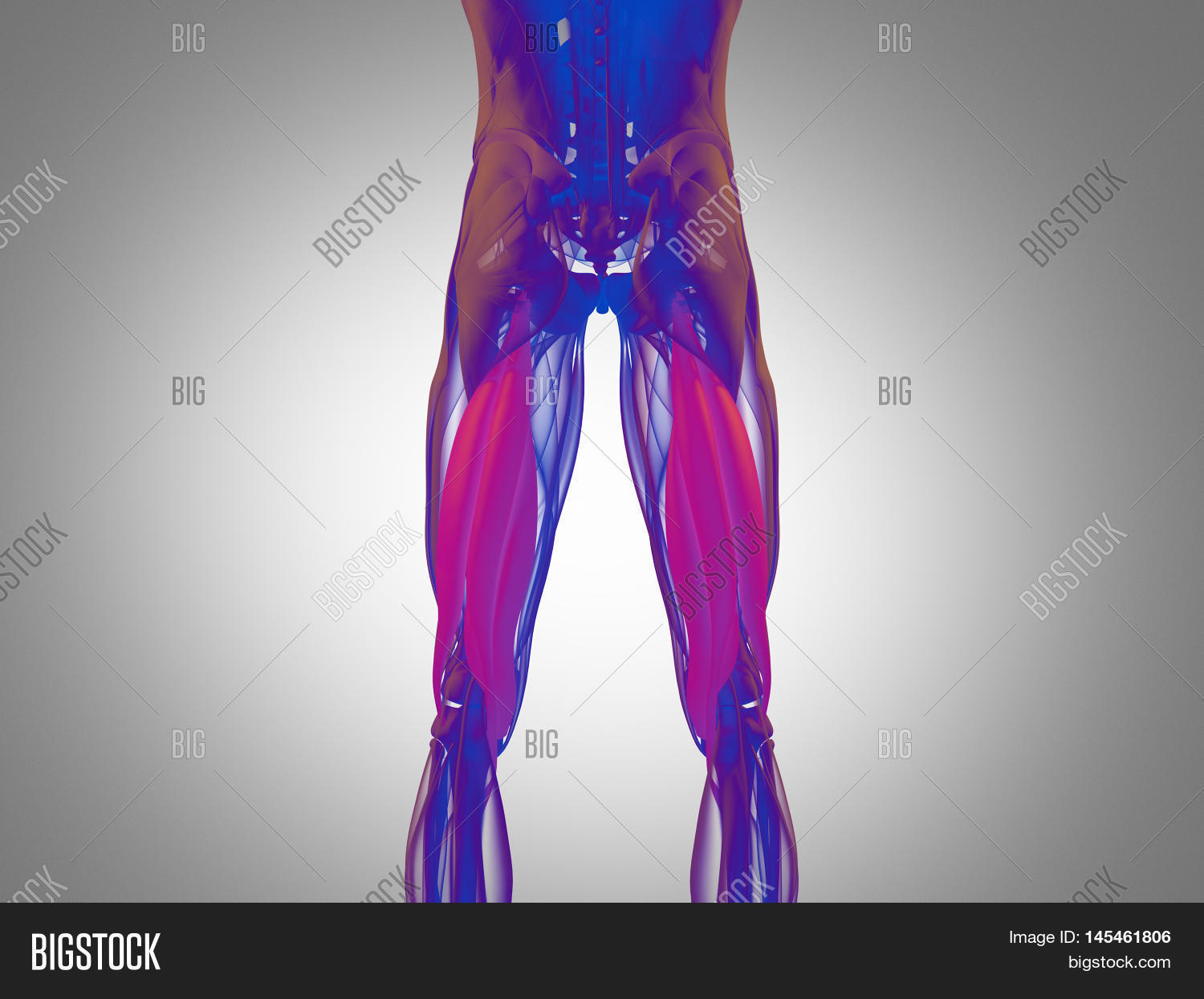 Hamstring Muscle Group Image & Photo (Free Trial) | Bigstock