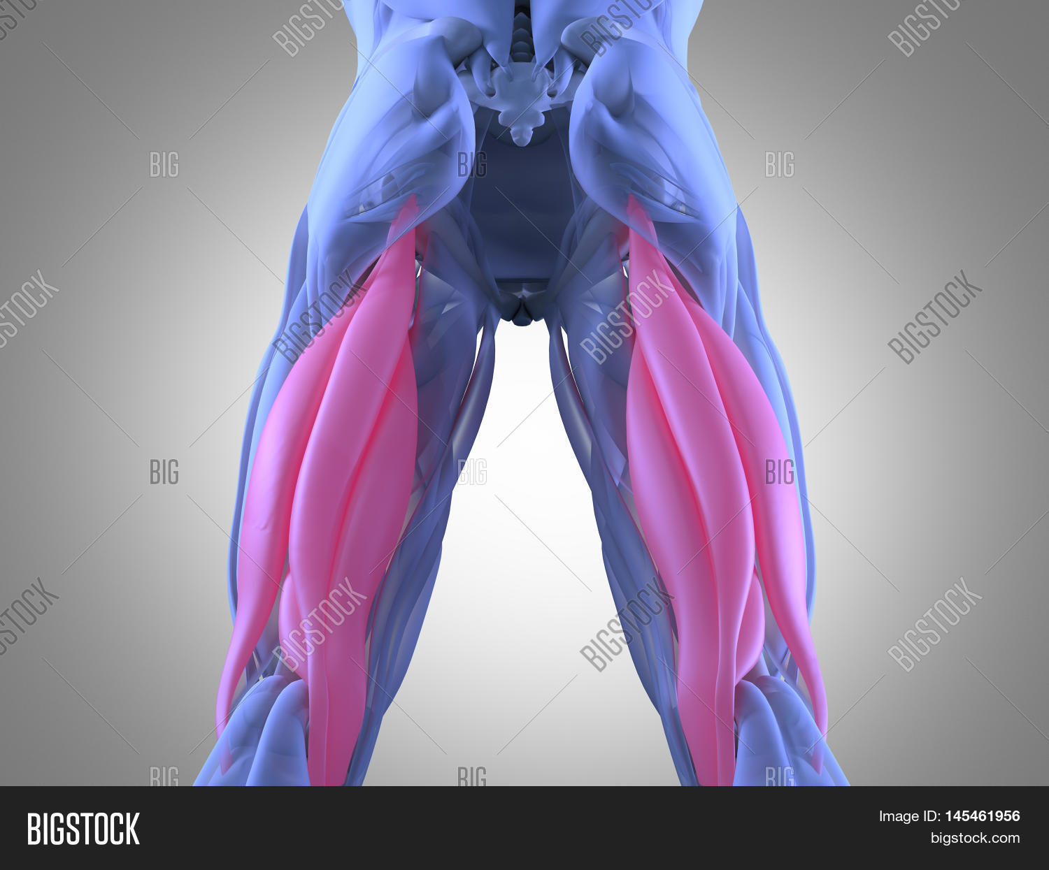Hamstring Muscle Group Image & Photo (Free Trial) | Bigstock