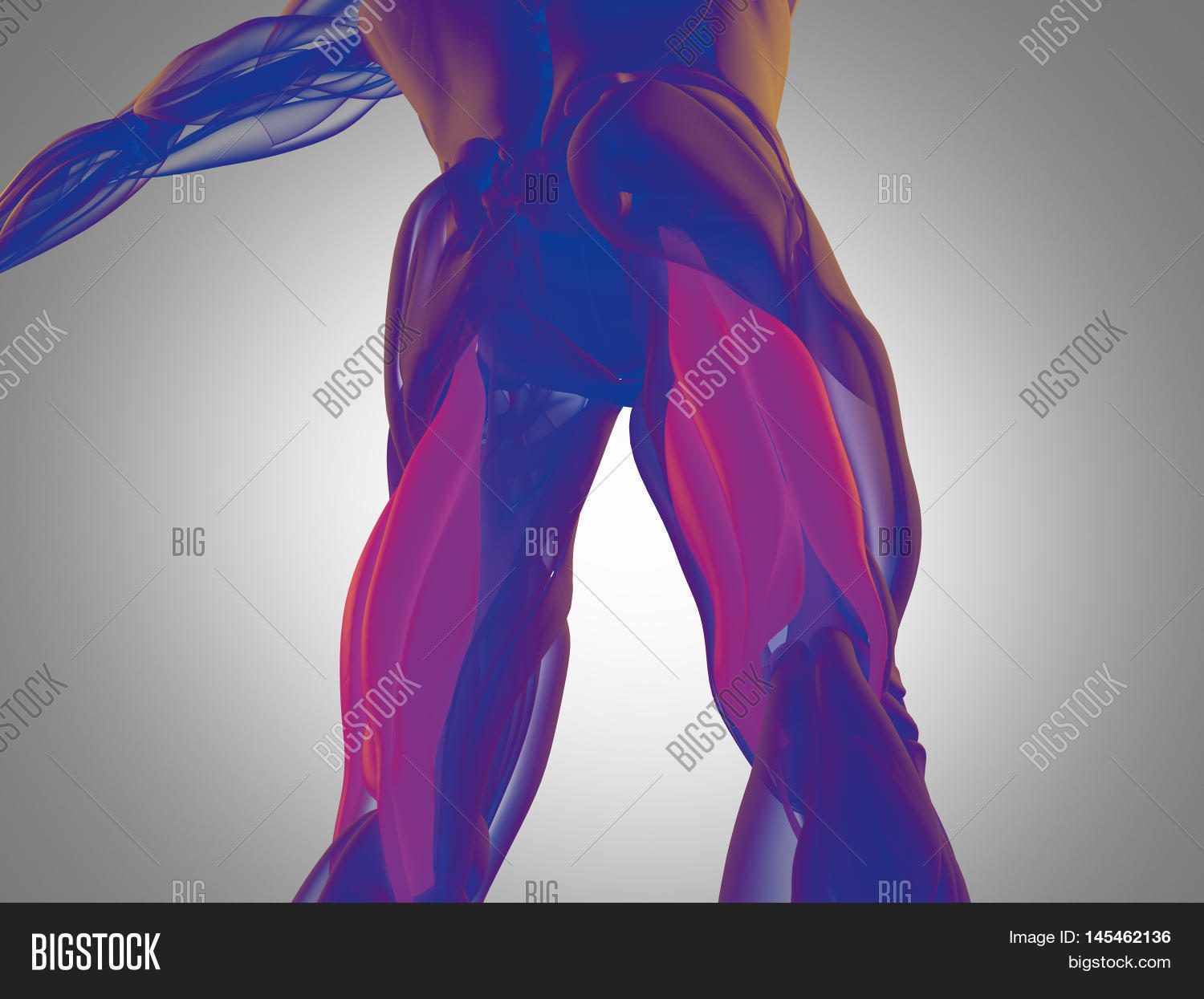 Hamstring Muscle Group Image & Photo (Free Trial) | Bigstock