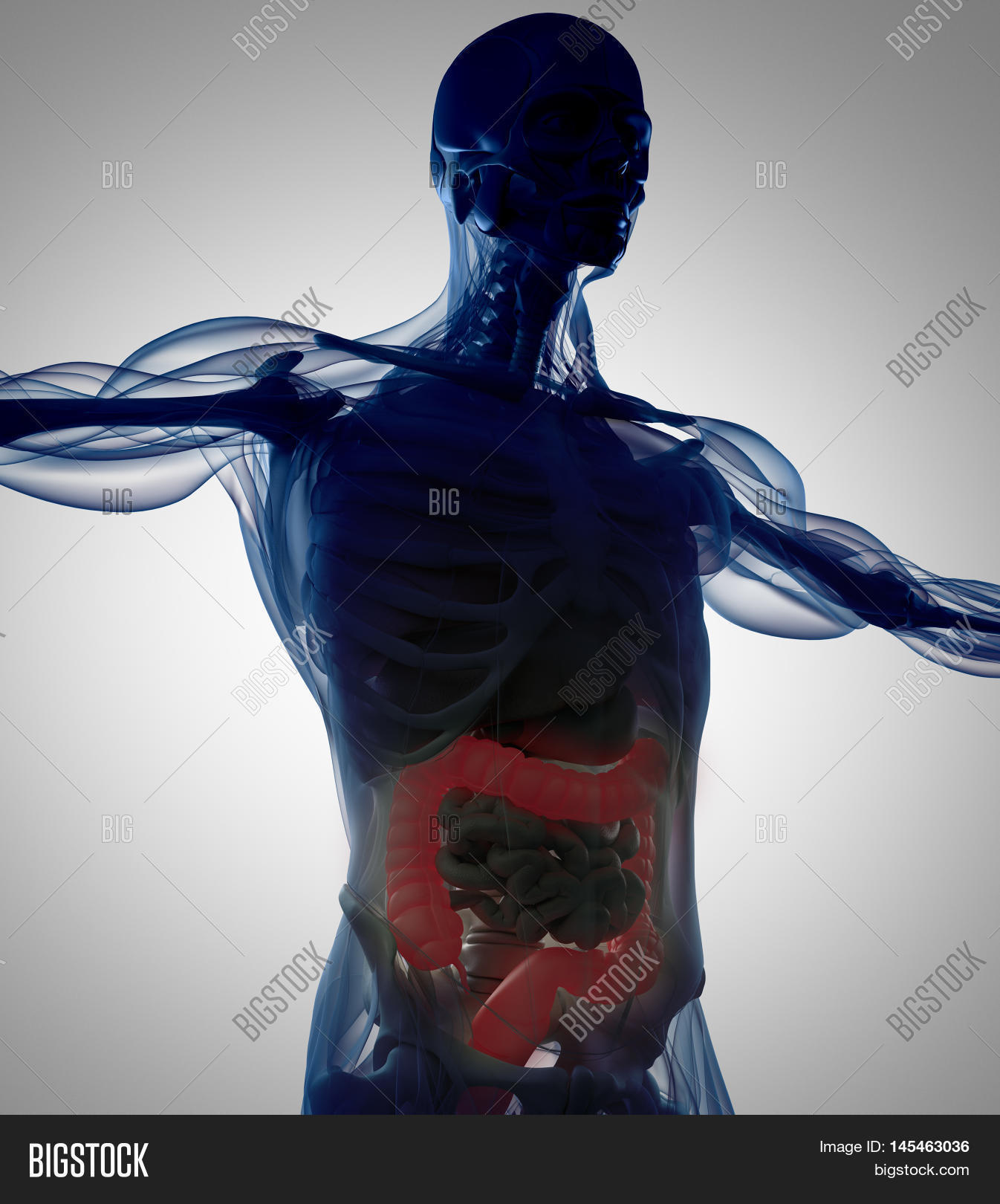 Human Anatomy, Colon. Image & Photo (Free Trial) | Bigstock