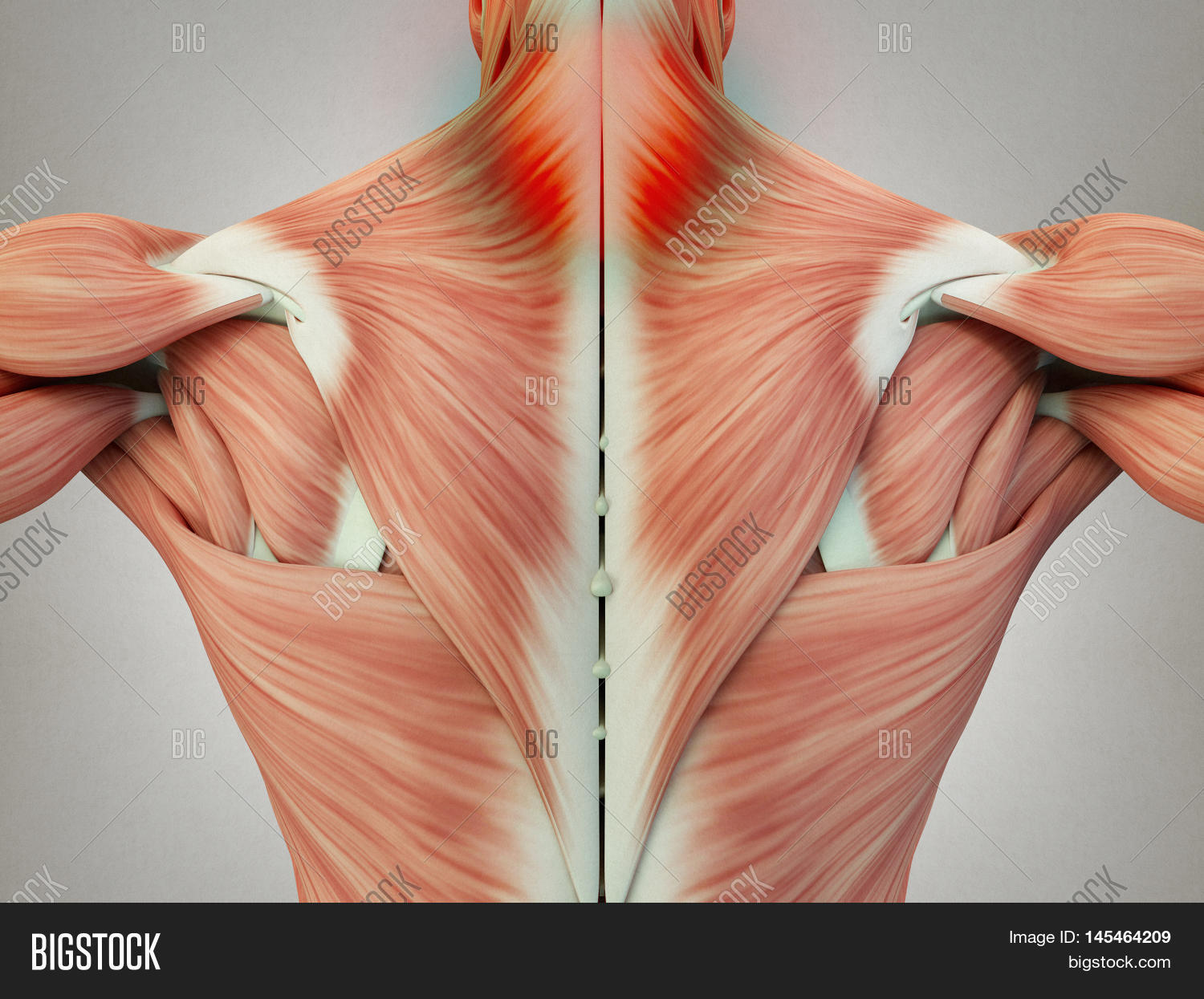 Human Anatomy Torso Image & Photo (Free Trial) | Bigstock