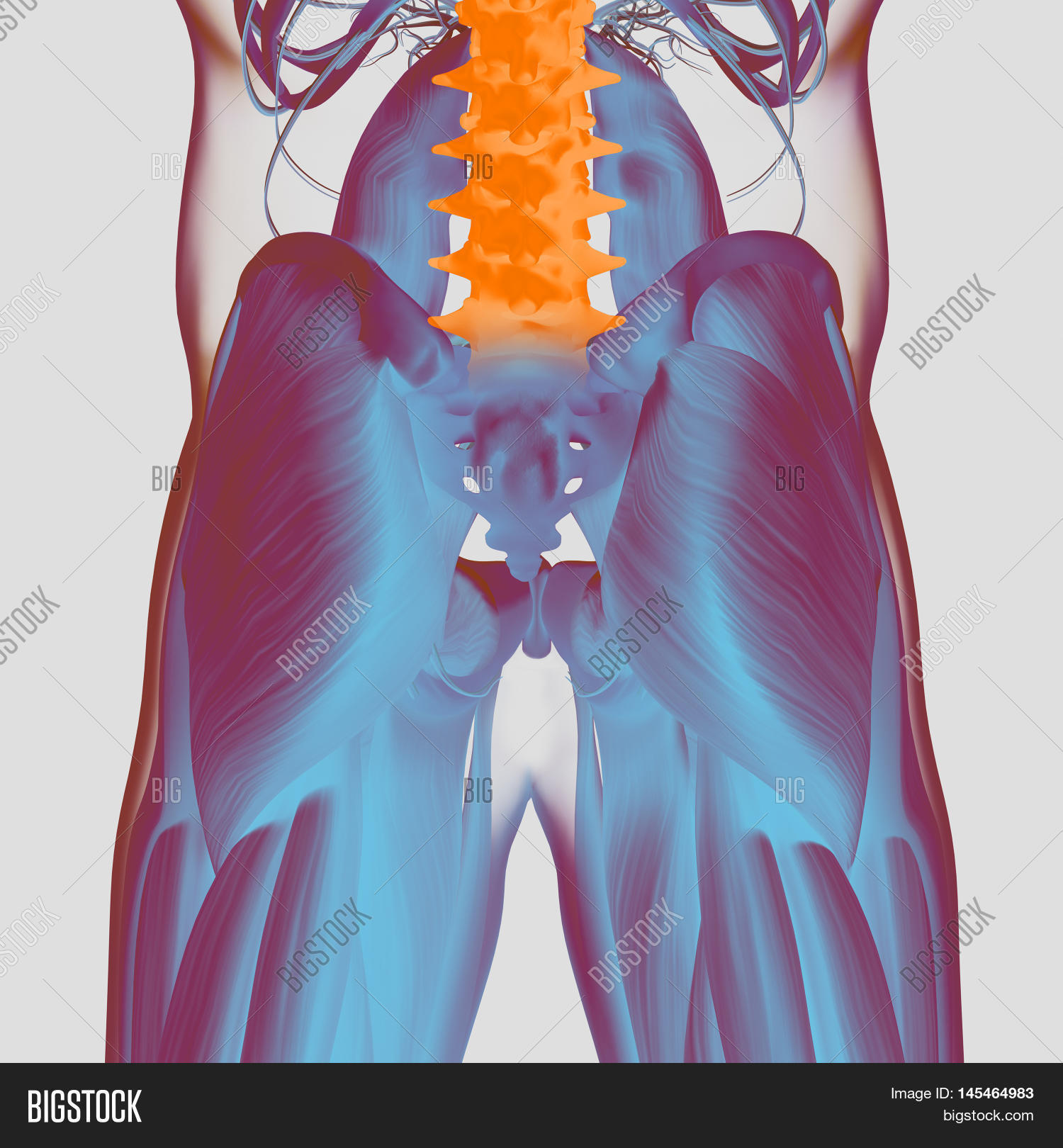 Human Anatomy, Spine, Image & Photo (Free Trial) | Bigstock