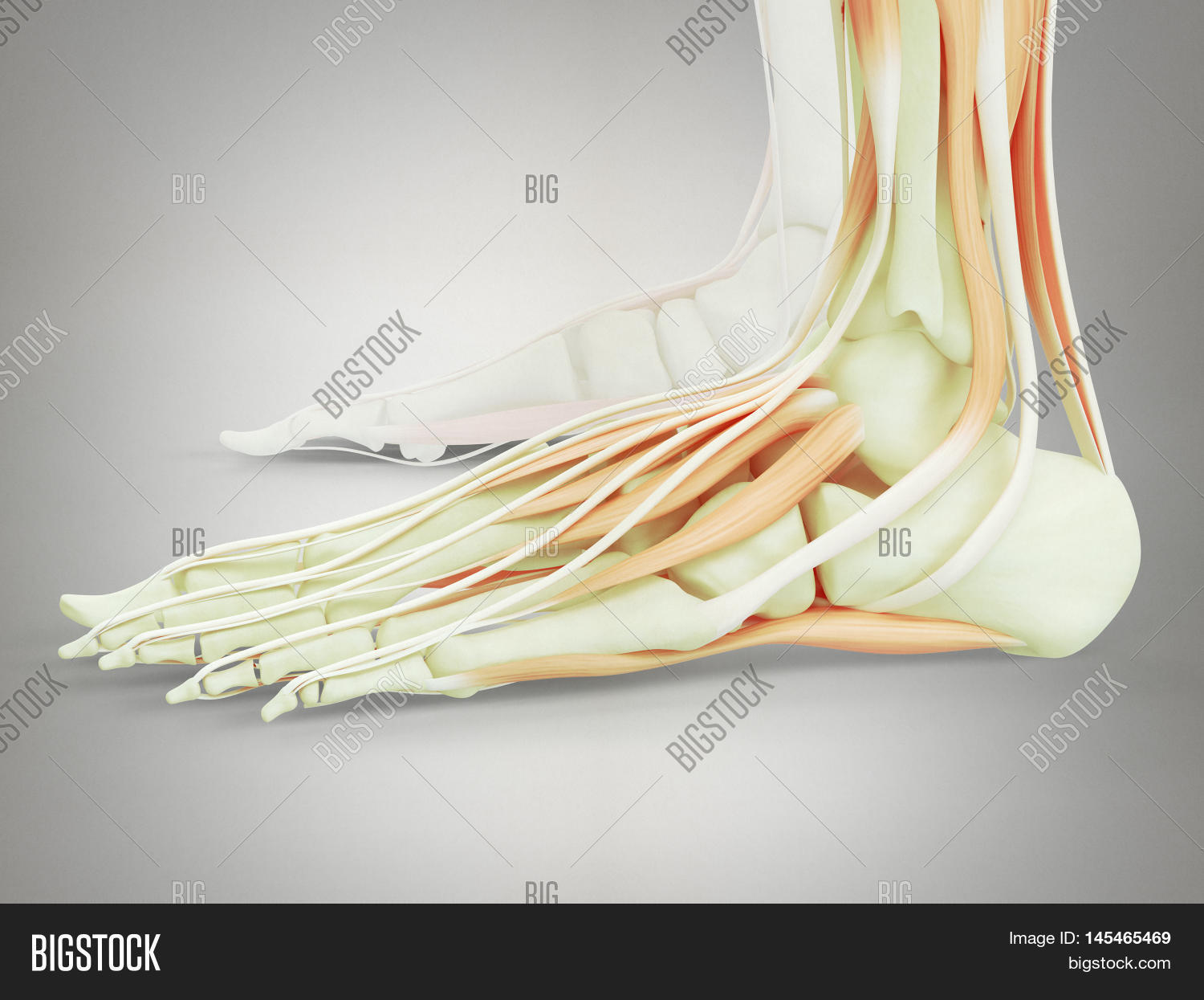 Human Anatomy Foot Image & Photo (Free Trial) | Bigstock