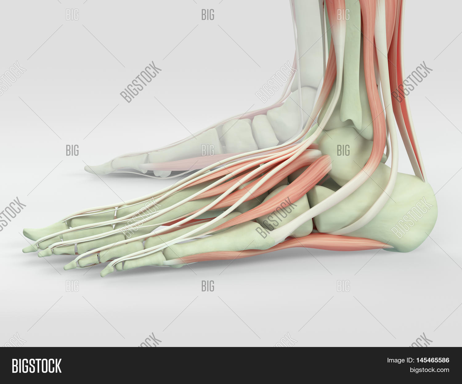 Human Anatomy Foot Image & Photo (Free Trial) | Bigstock