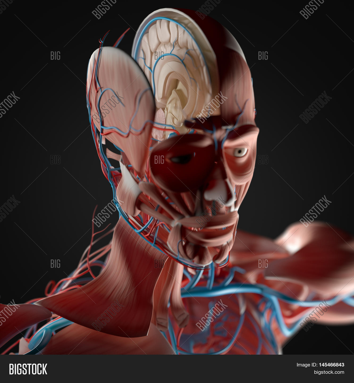 Human Anatomy, Inside Image & Photo (Free Trial) | Bigstock