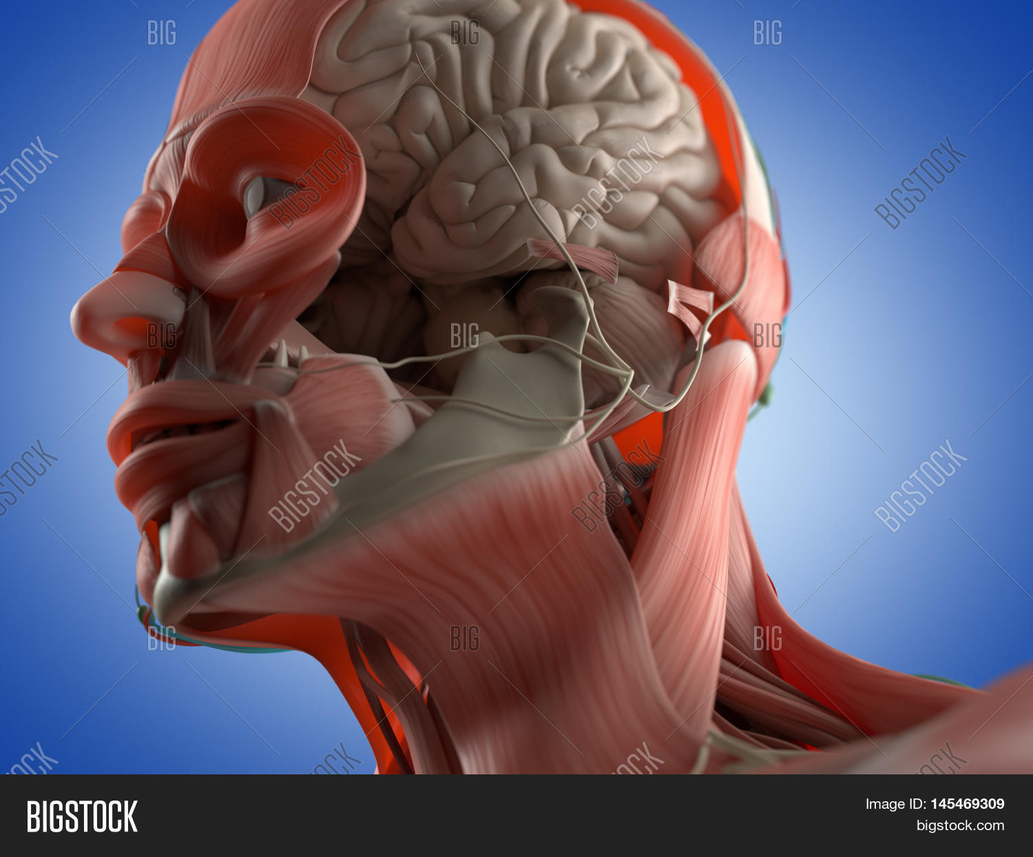 Human Brain. Head Image & Photo (Free Trial) | Bigstock
