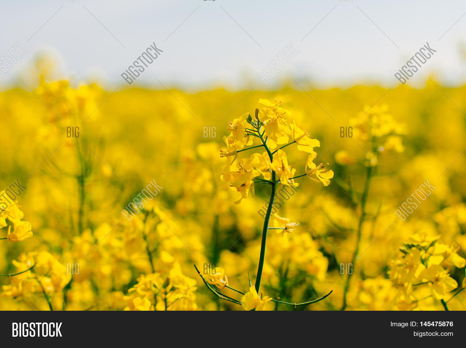 Rape Flower Close Image & Photo (Free Trial) | Bigstock