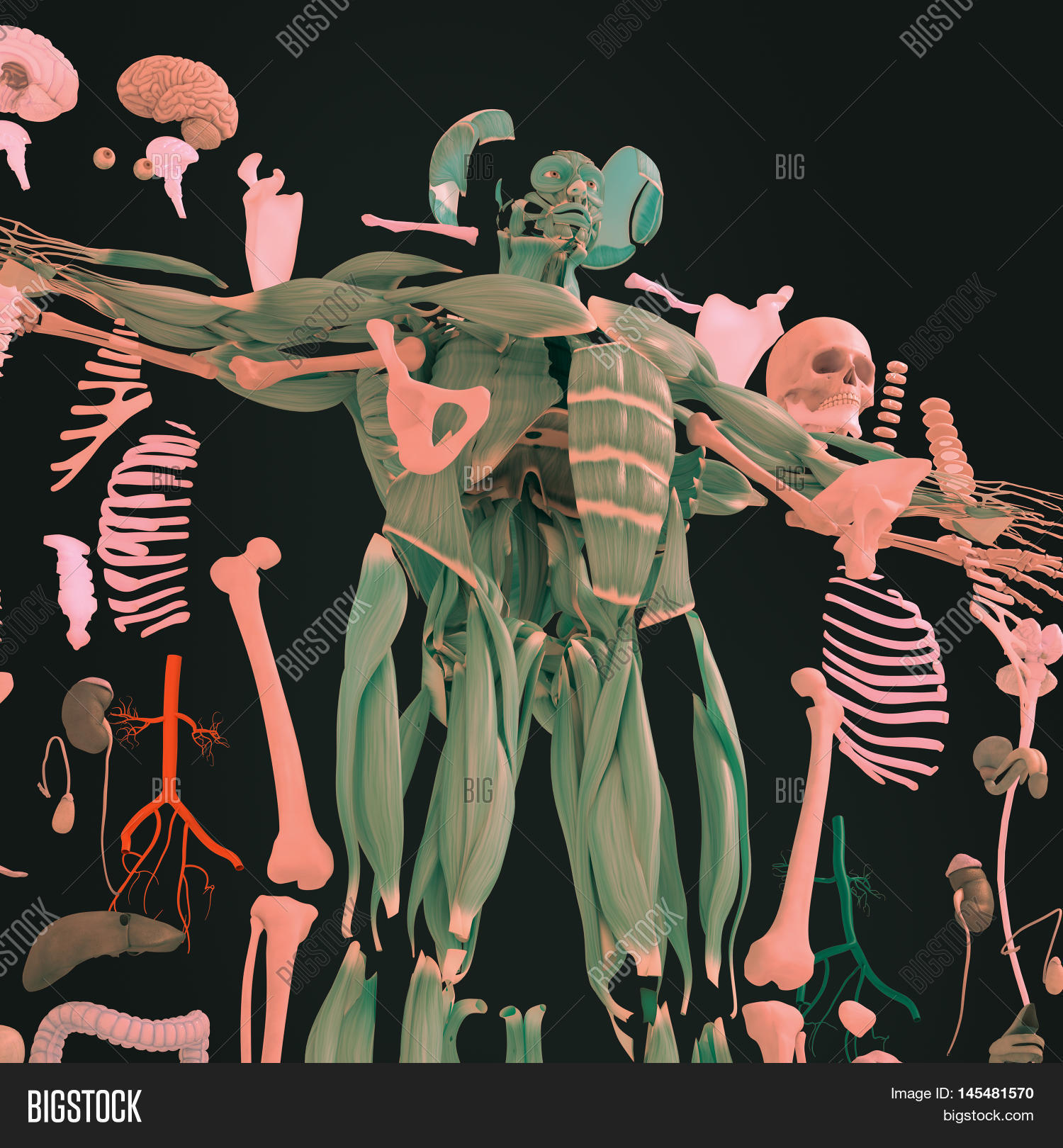 Human Anatomy Exploded Image & Photo (Free Trial) | Bigstock