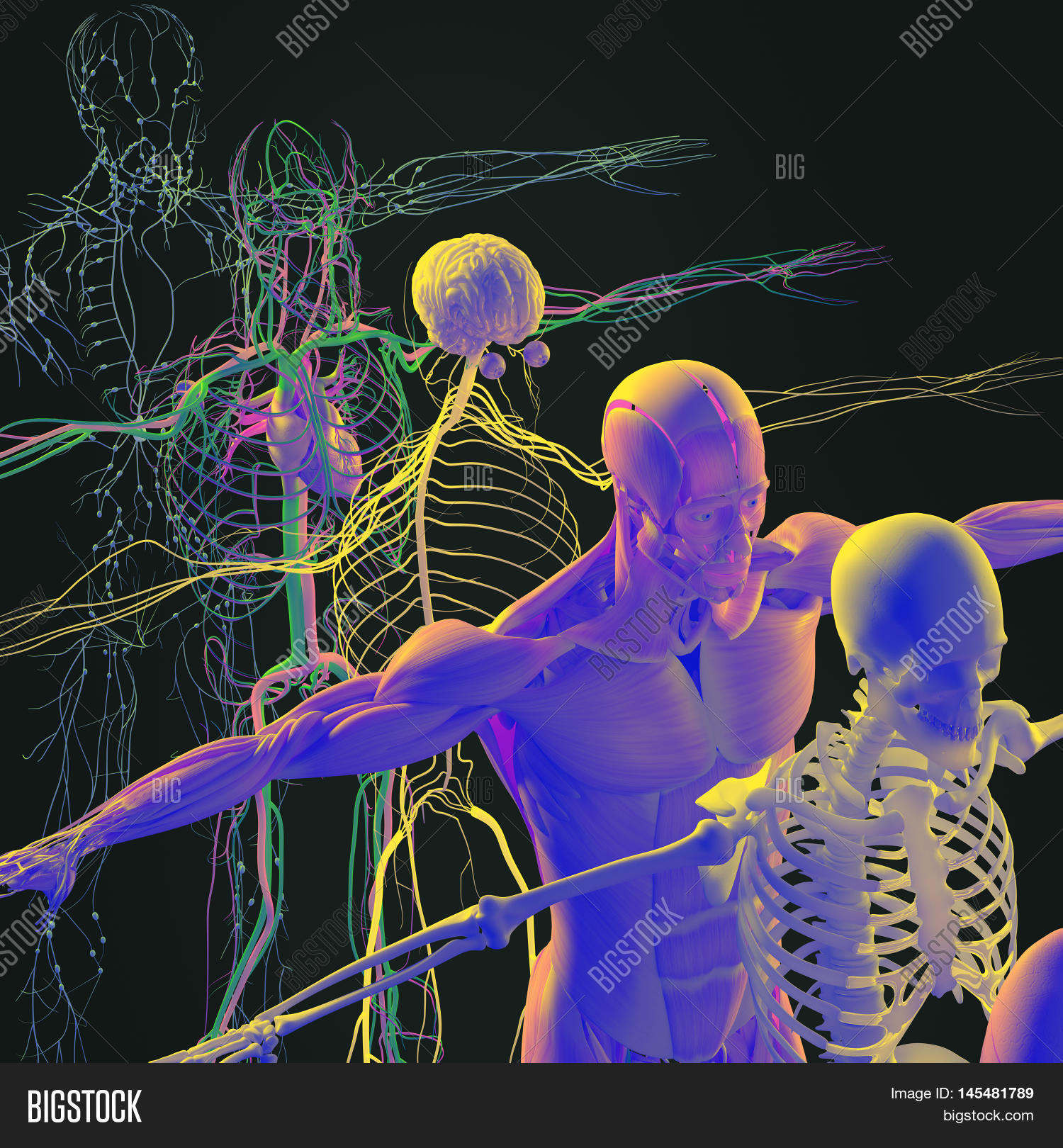 Human Anatomy Exploded Image & Photo (Free Trial) | Bigstock