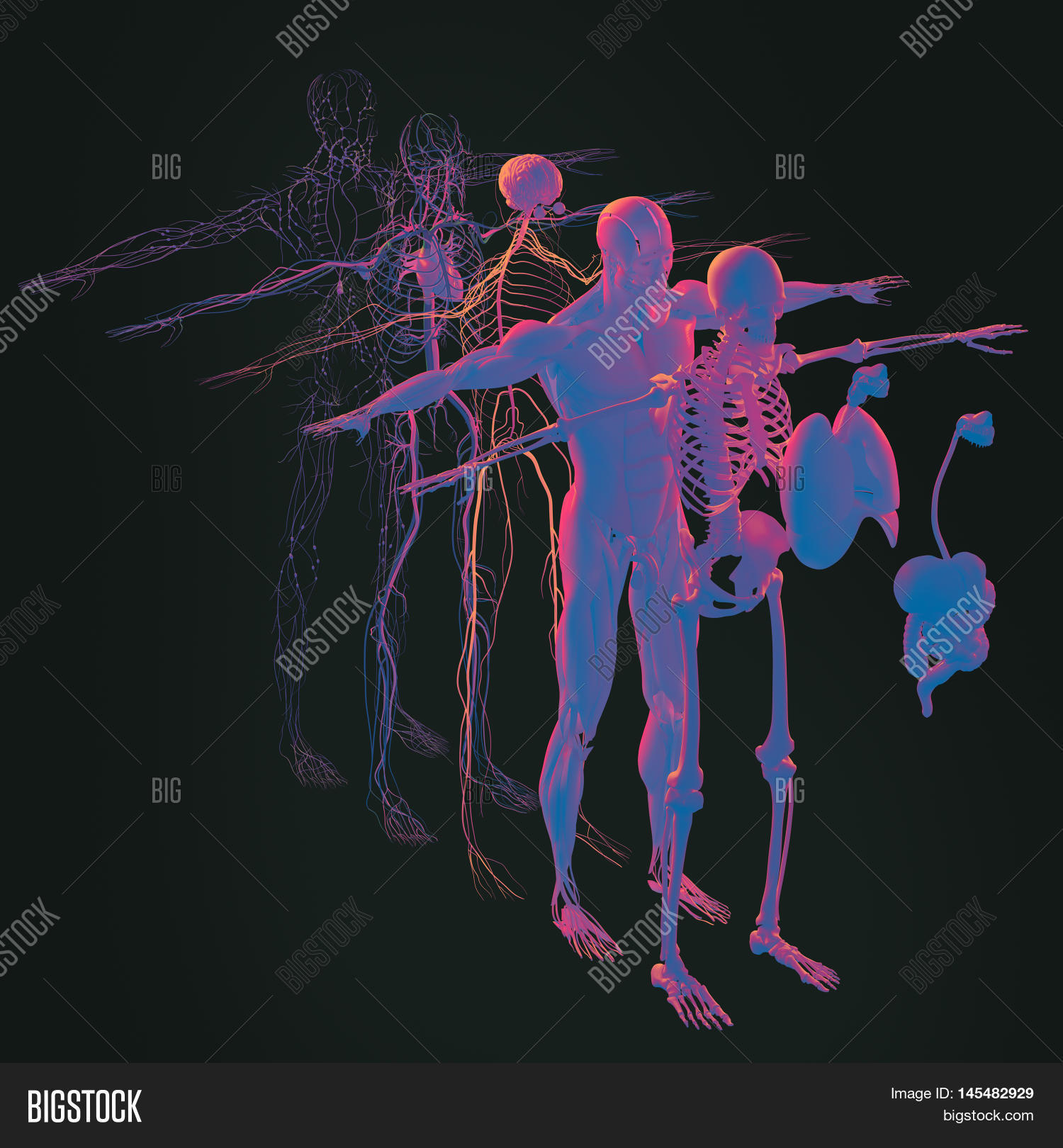 Human Anatomy Exploded Image & Photo (Free Trial) | Bigstock